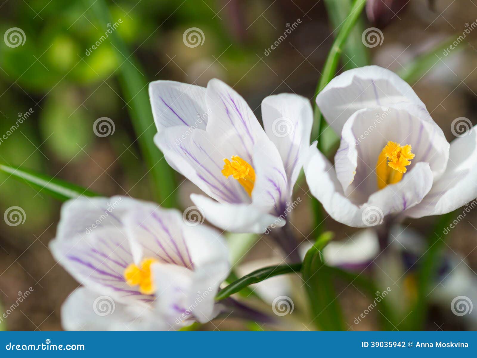 Early Spring Crocus Flowers Stock Photo - Image of bright, fresh: 39035942