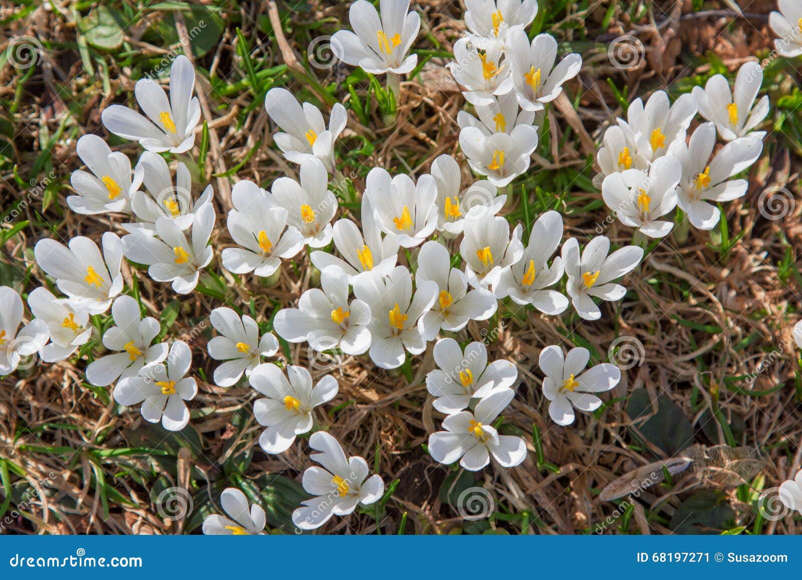 Early Spring Crocus in the Mountains Stock Image - Image of meadow ...