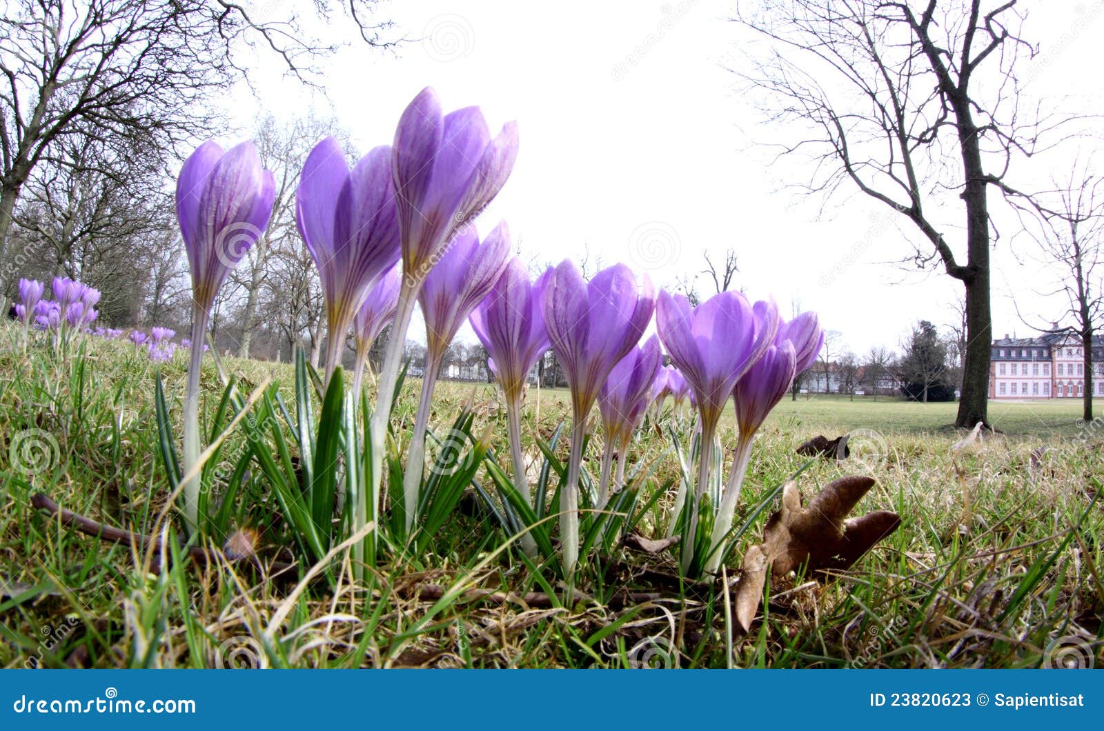 Early Spring Crocus in a Park Stock Image - Image of blossom, march ...