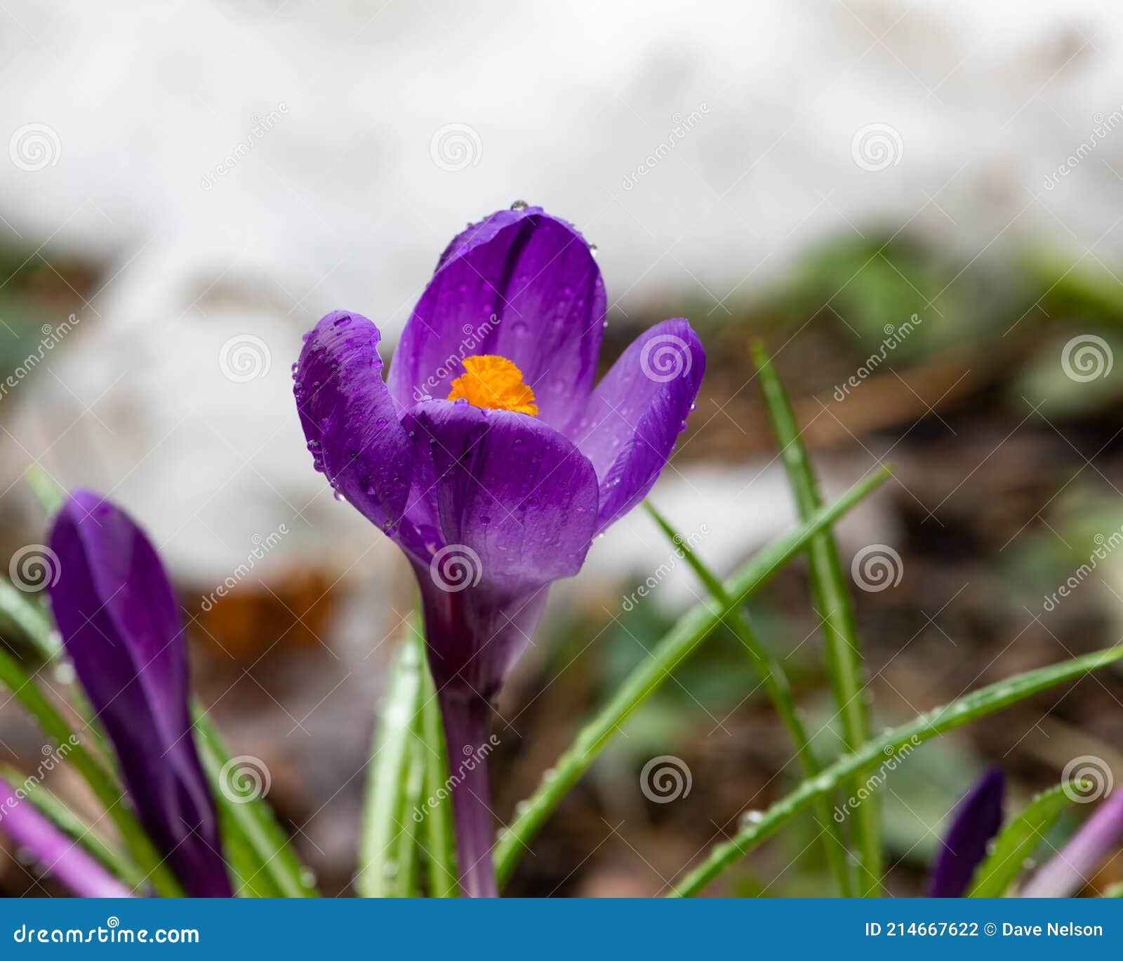 Early Spring Crocus in the Rain Stock Photo - Image of garden, leaves ...