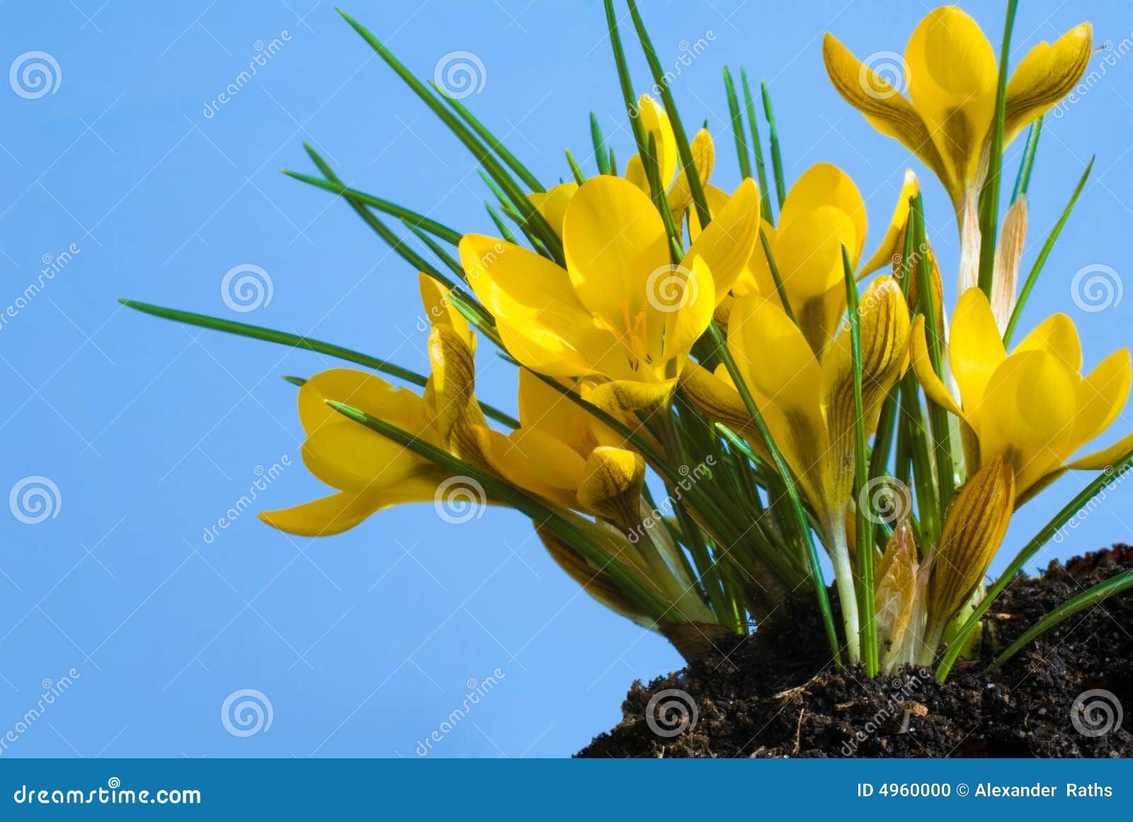 Early spring crocuses stock photo. Image of single, close - 4960000