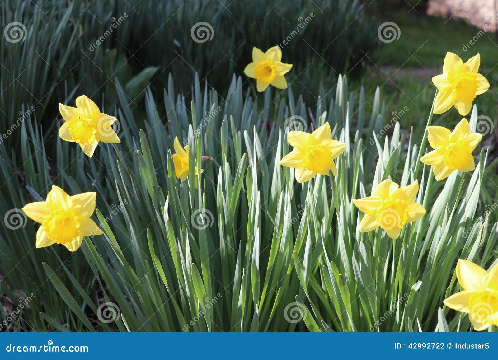 Yellow Daffodils in the Garden Stock Photo - Image of plant, nature ...