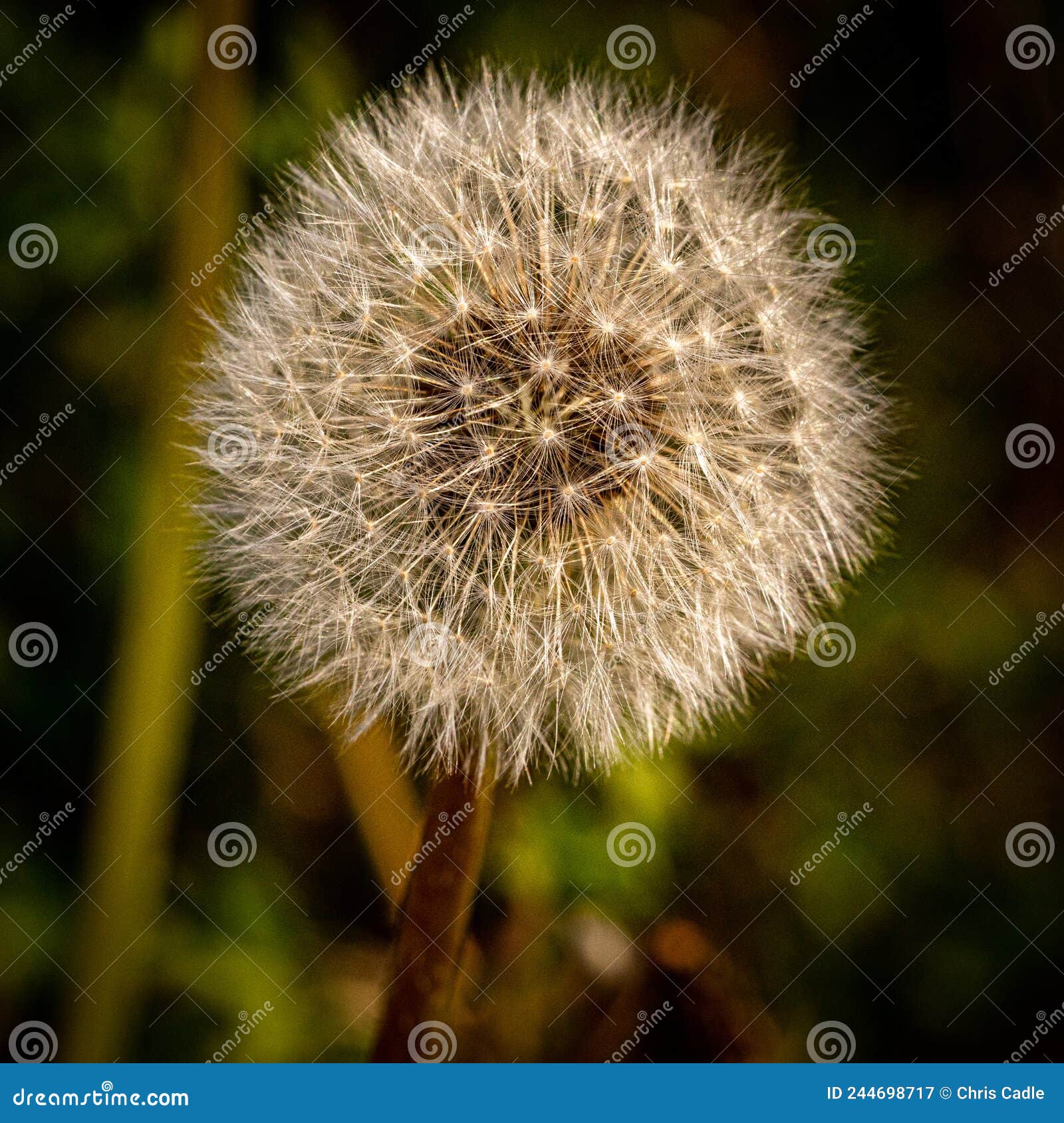Early spring dandelions stock image. Image of dandelions - 244698717