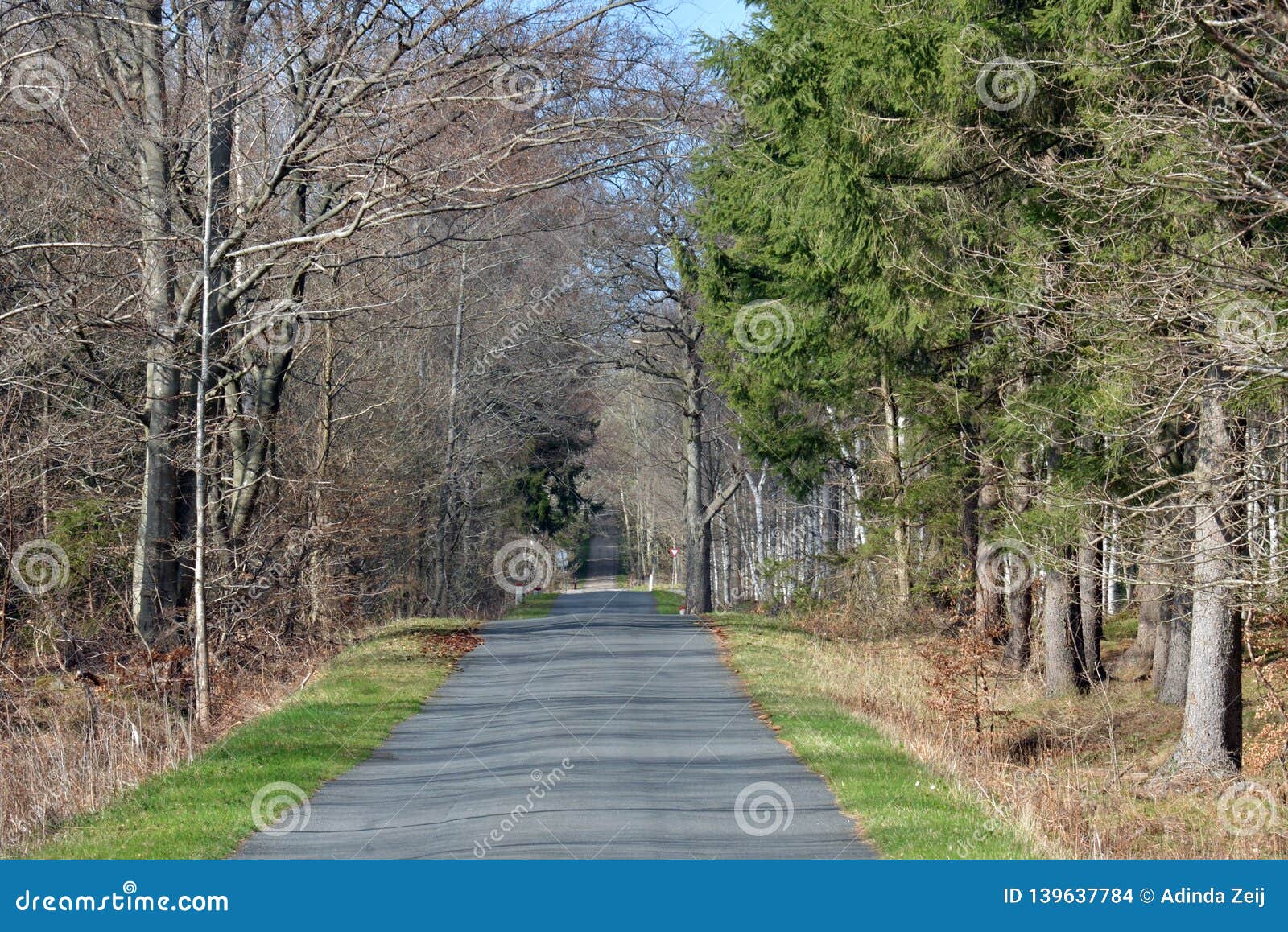 An Early Spring Day in the Forest in Denmark Stock Photo - Image of ...