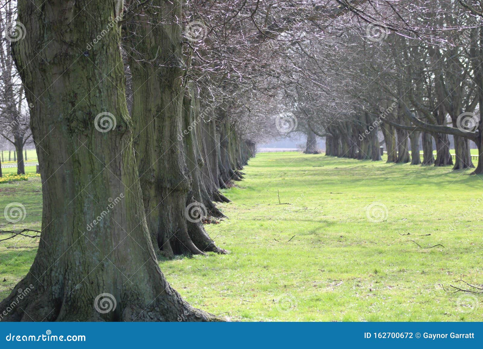 Tree lined paths of green stock photo. Image of tree - 162700672