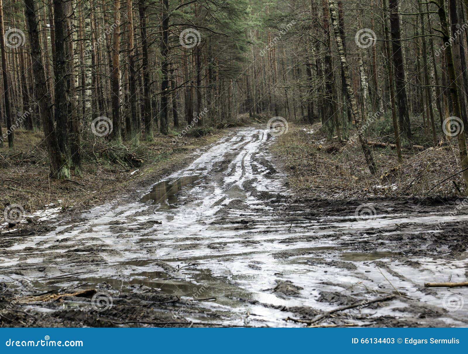 Early Spring Dirty Forest Road Stock Image - Image of green, field ...