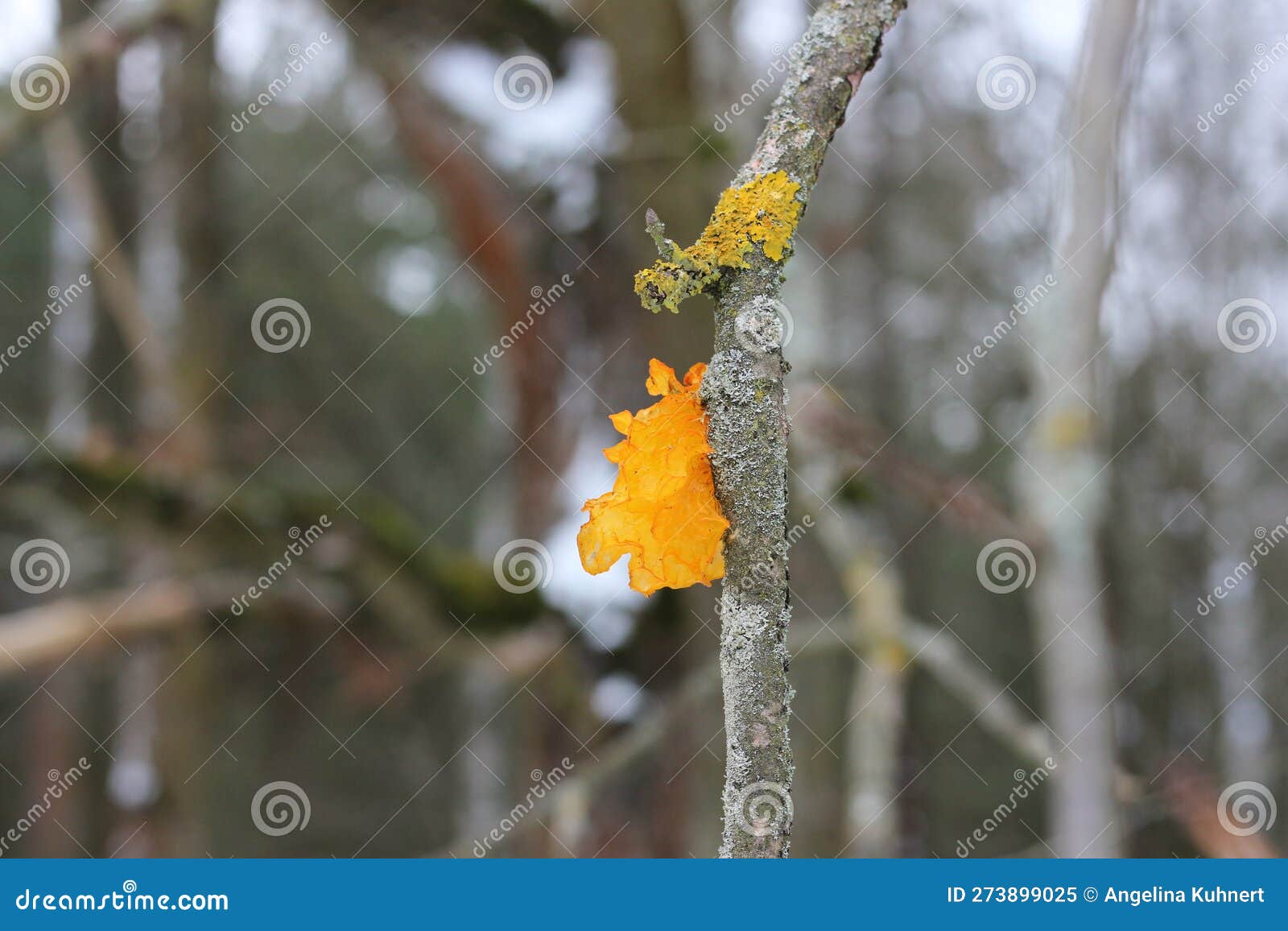 Early Spring. the Emergence of Greenery. Bark. Stock Image - Image of ...
