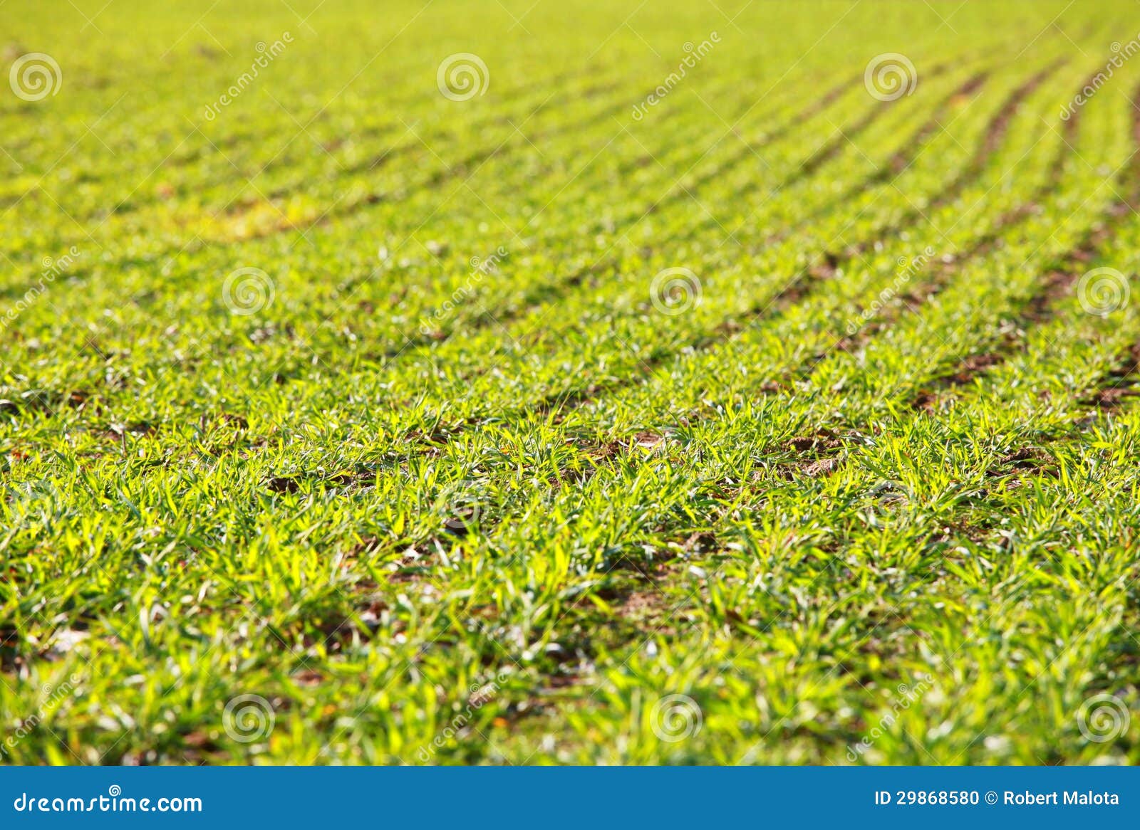 Field stock photo. Image of soil, process, grass, business - 29868580