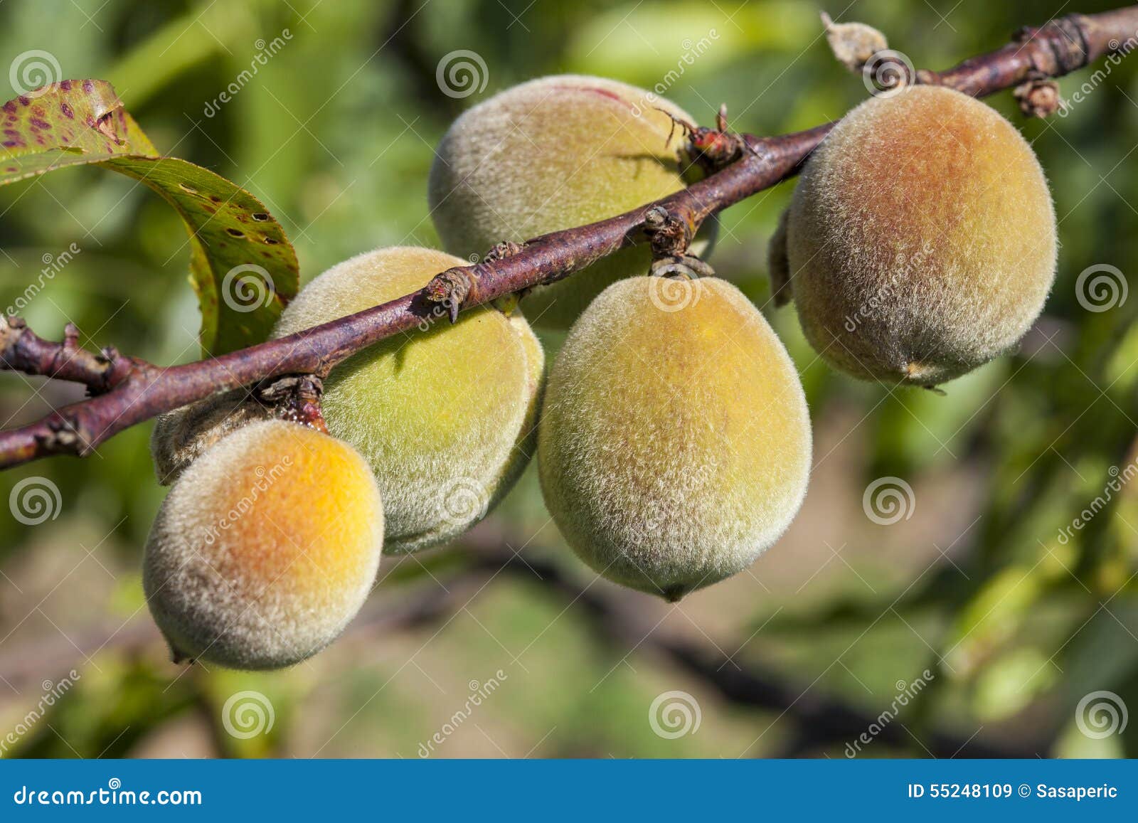 Early Spring First Peach Fruits on the Branch Stock Image - Image of ...