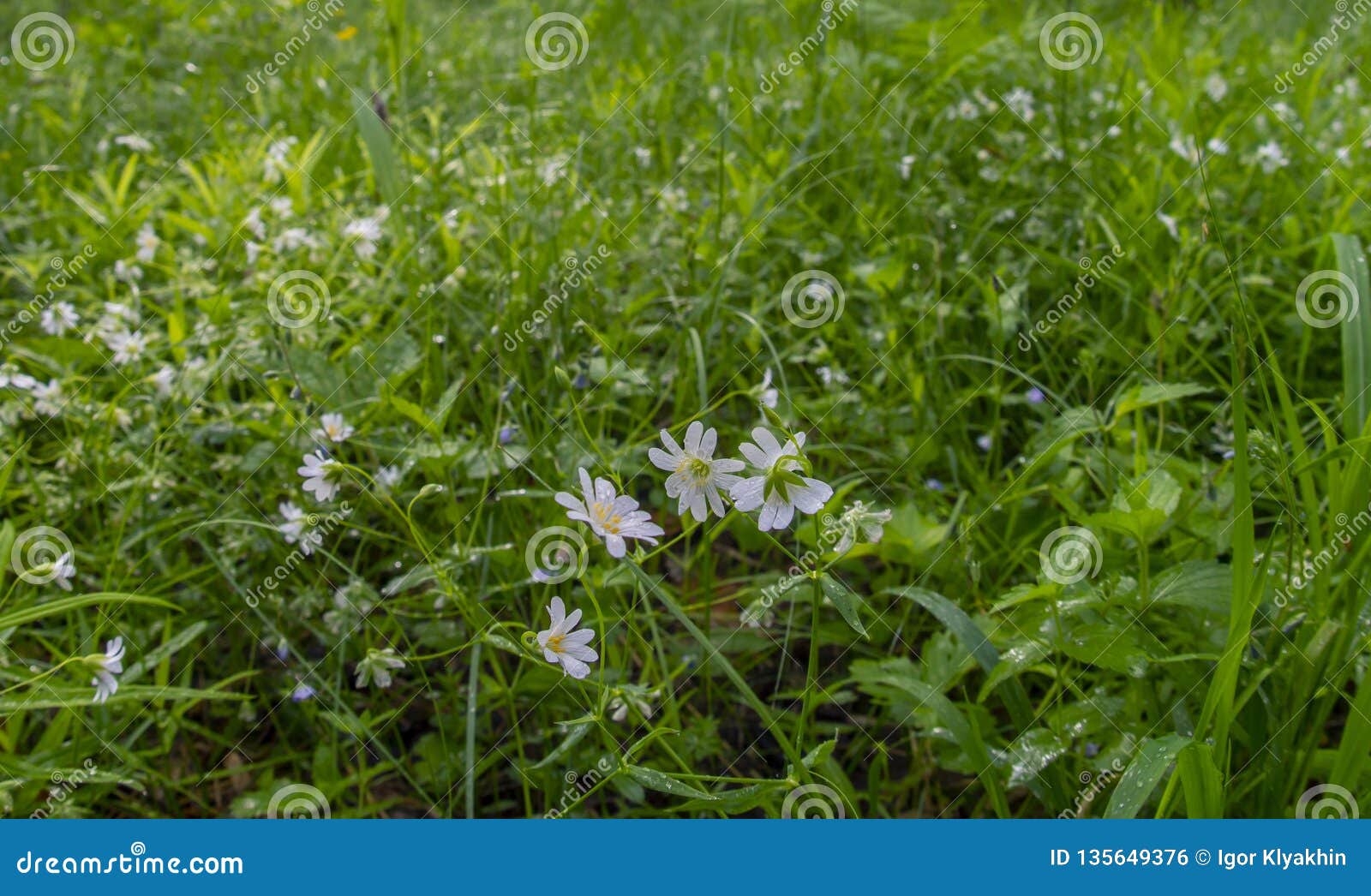 Early Spring the First White Flowers of the Forest Stock Photo - Image ...