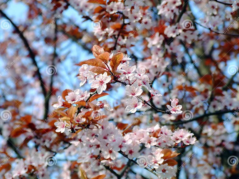 Early spring flower stock image. Image of present, garden - 656007