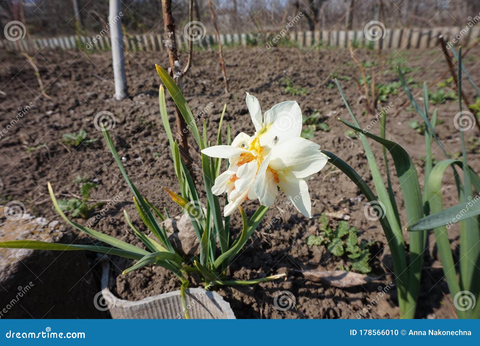 Early Spring Flower Blooming White Daffodil. Stock Photo - Image of ...