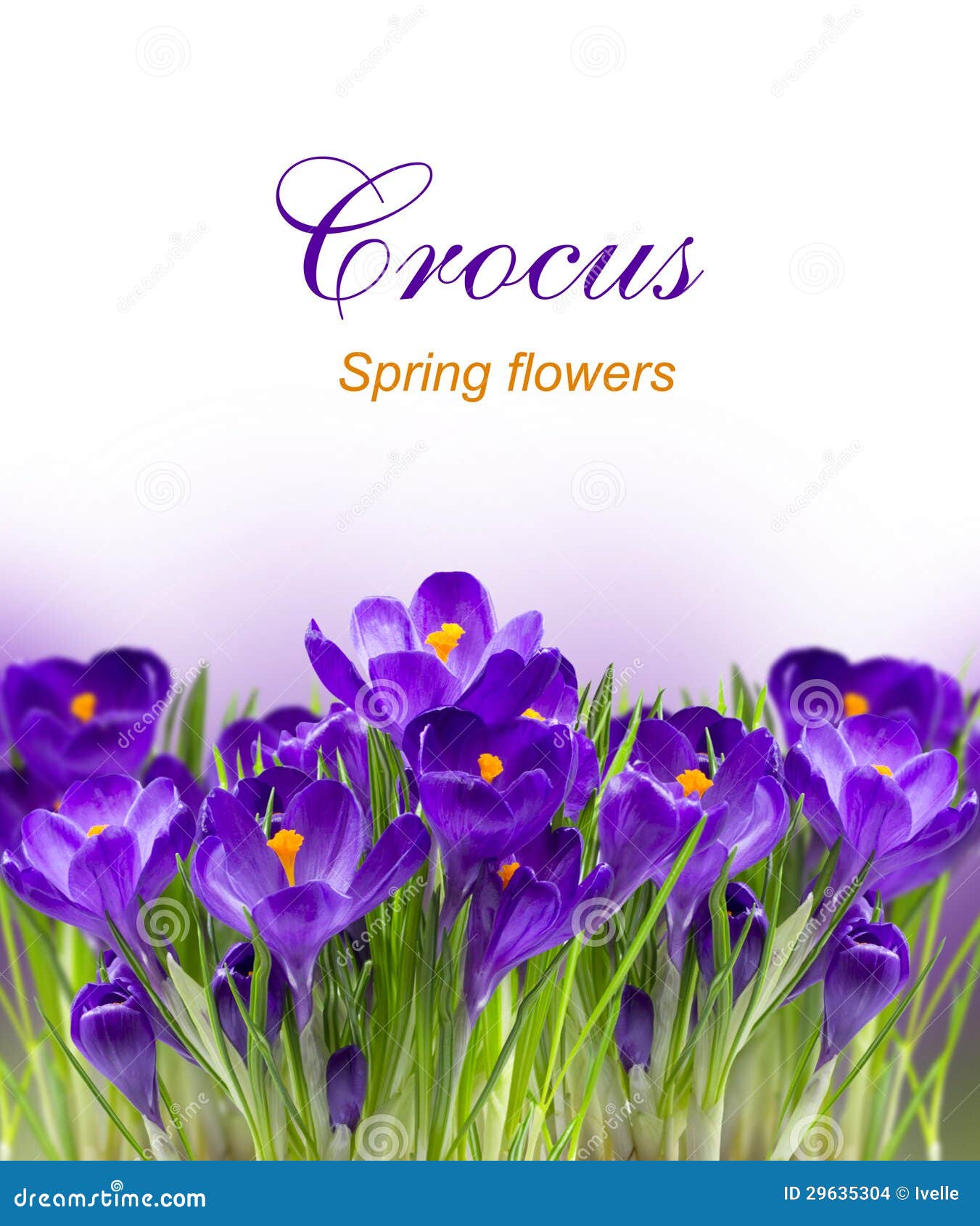 Early Spring Flower Crocus for Easter Stock Photo - Image of color ...