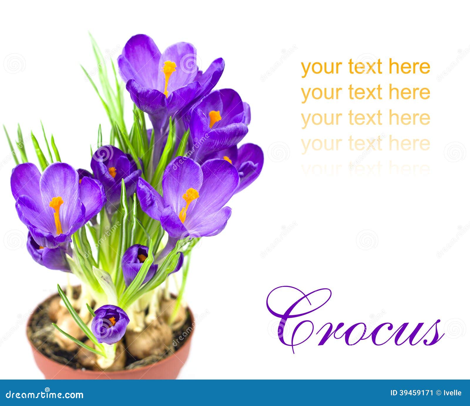 Early Spring Flower Crocus for Easter Stock Image - Image of petals ...