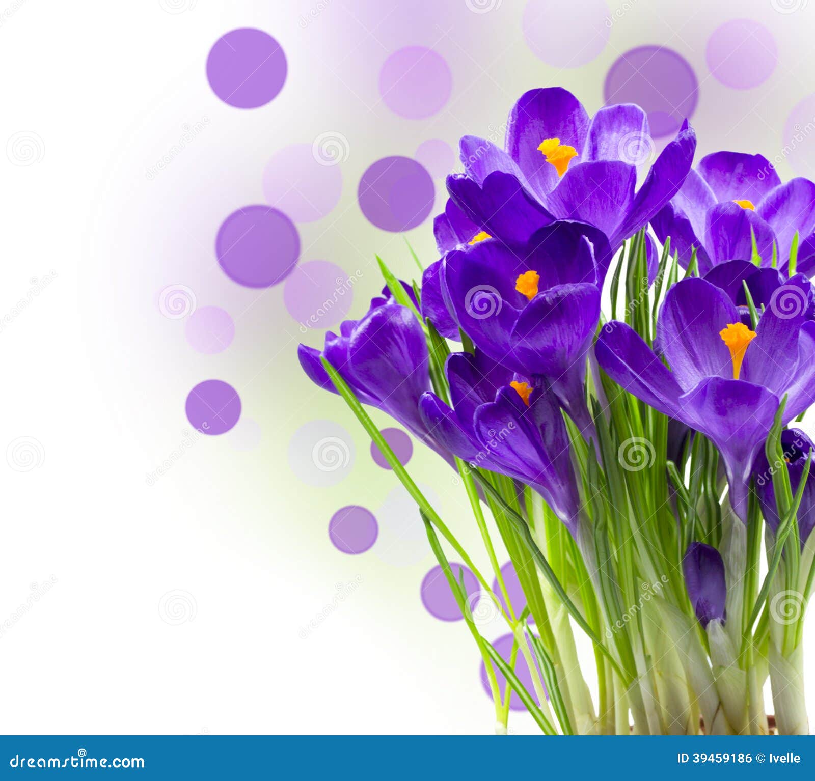 Early Spring Flower Crocus Isolated Stock Photo - Image of closeup ...