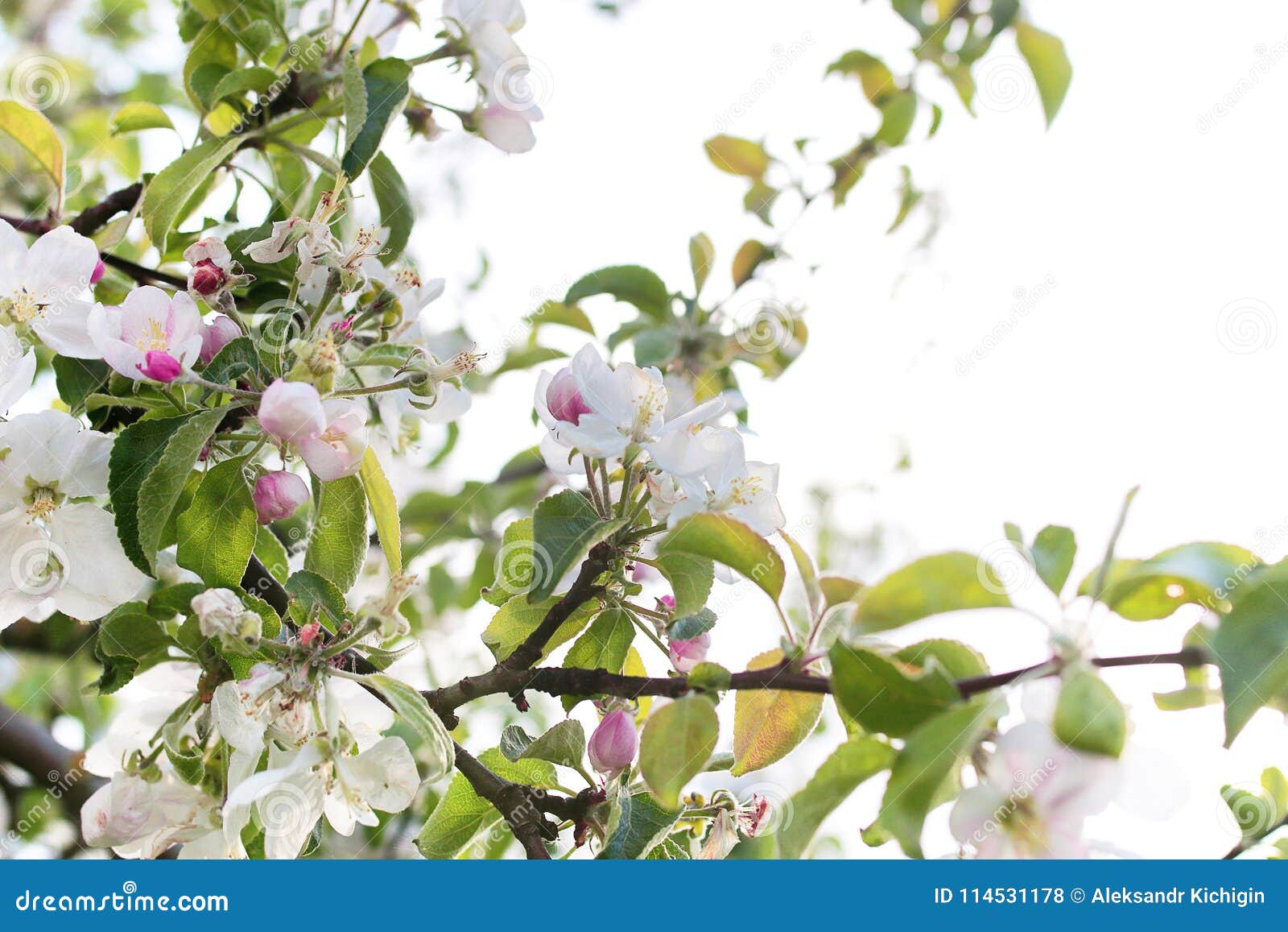 Early Spring Flowering Apple Tree with Bright White Flowers Stock Photo ...