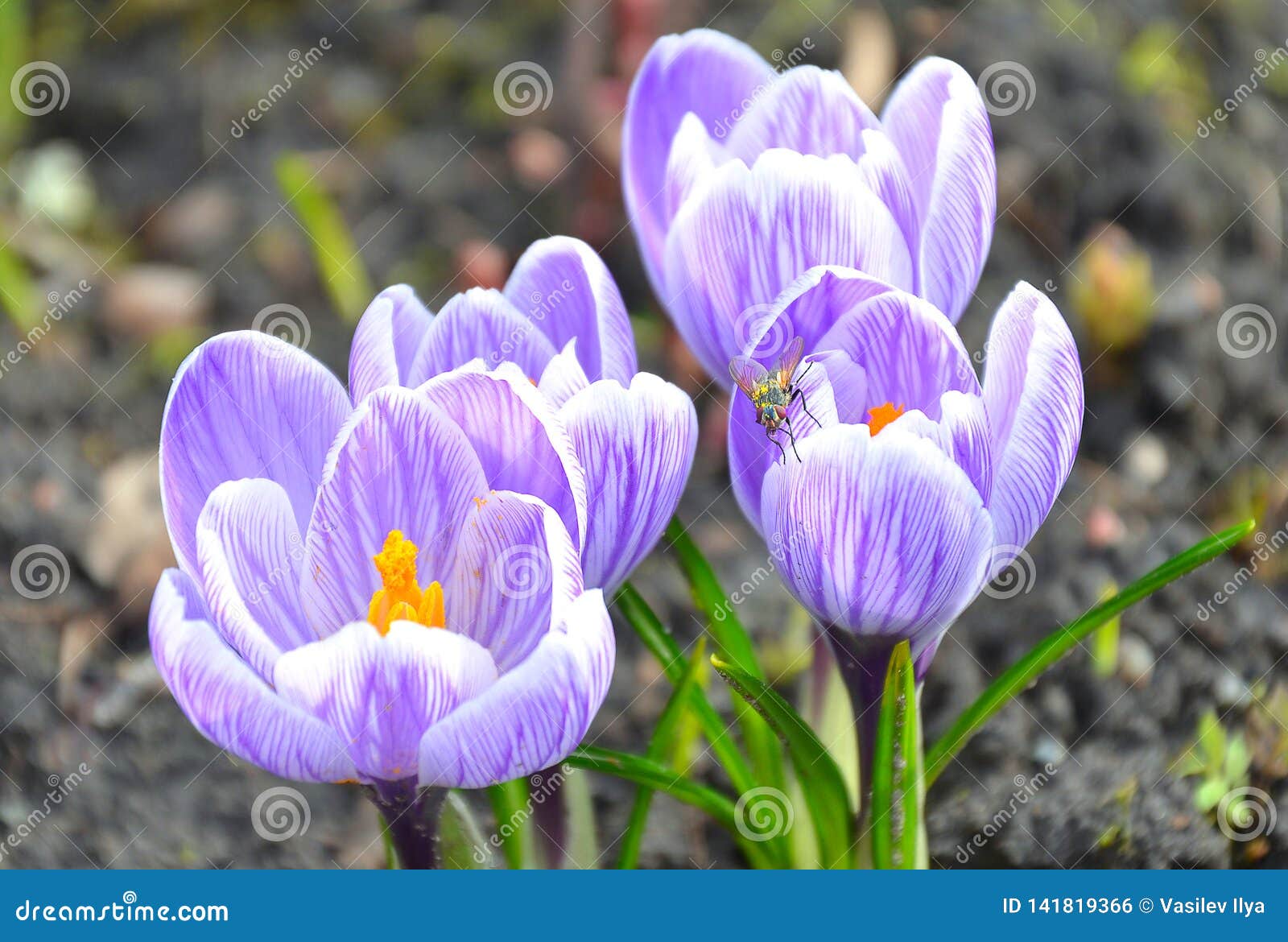 Early Spring Flowering Crocus. Stock Photo - Image of cute, color ...