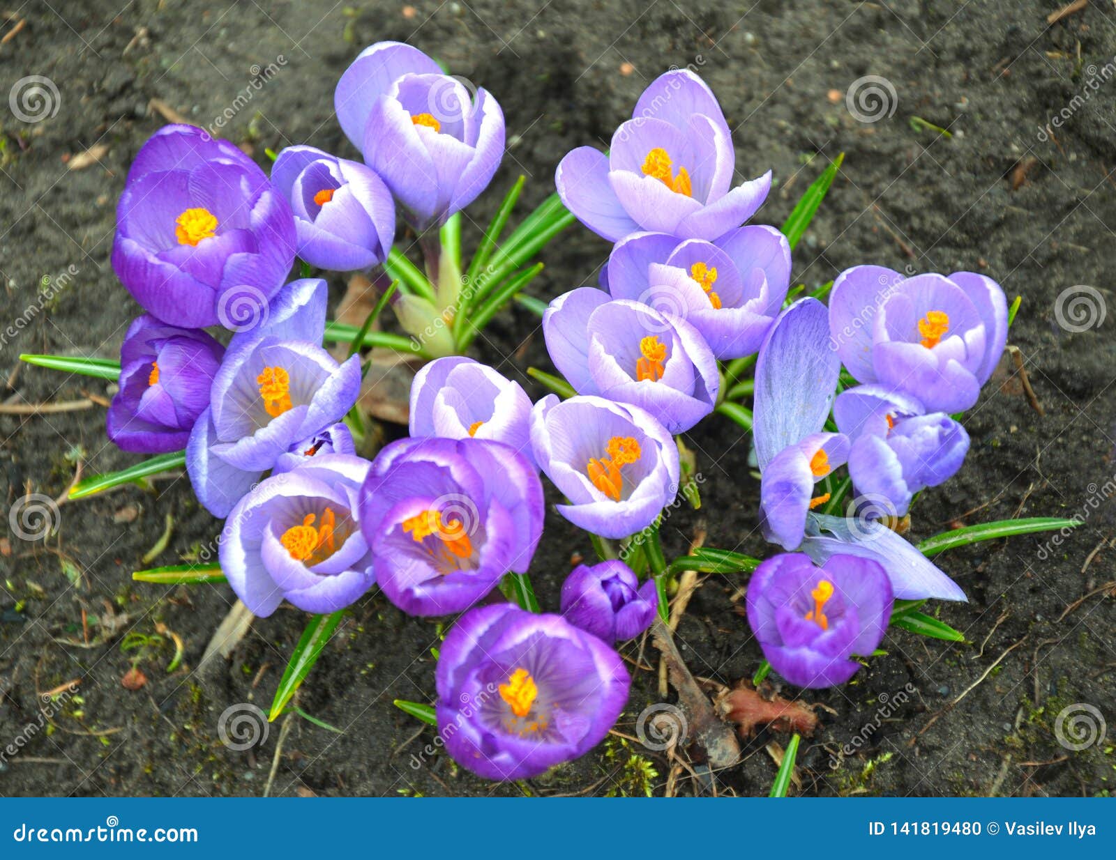 Early Spring Flowering Crocus. Stock Photo - Image of colorful, bright ...