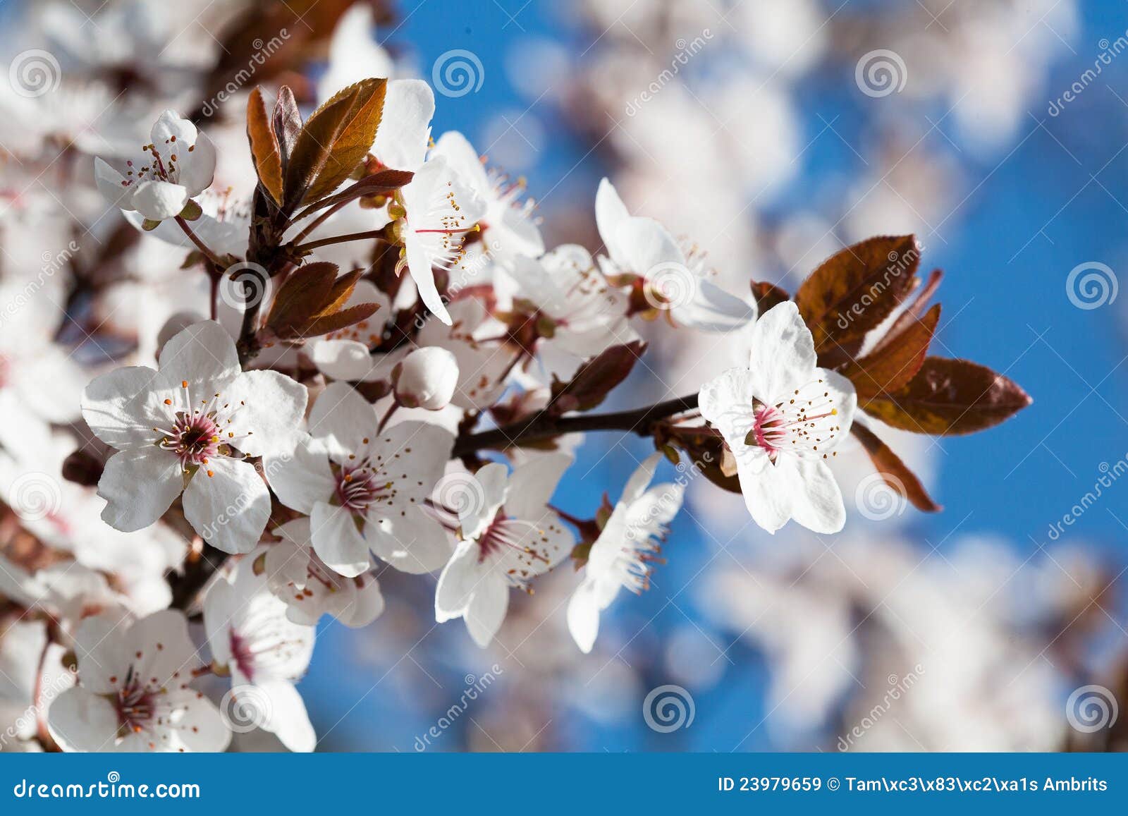 Early Spring Flowering Trees Stock Image - Image of stamen, close: 23979659