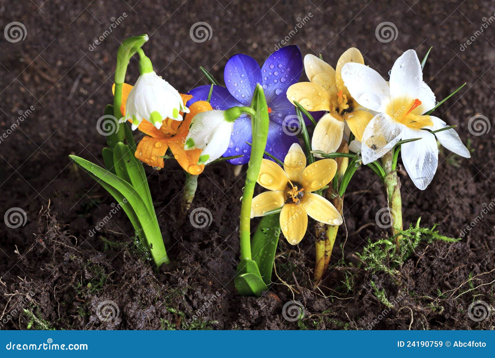 Early spring flowers stock image. Image of crocuses, flowerbed - 24190759