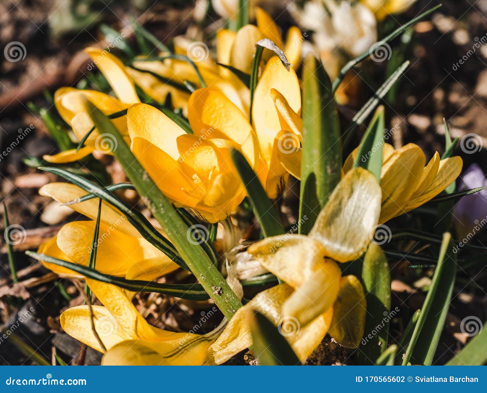Early Spring Flowers on a Grass Background Stock Photo - Image of field ...