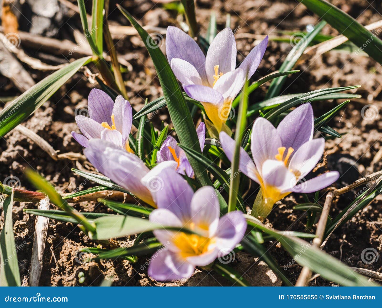 Early Spring Flowers on a Grass Background Stock Photo - Image of ...
