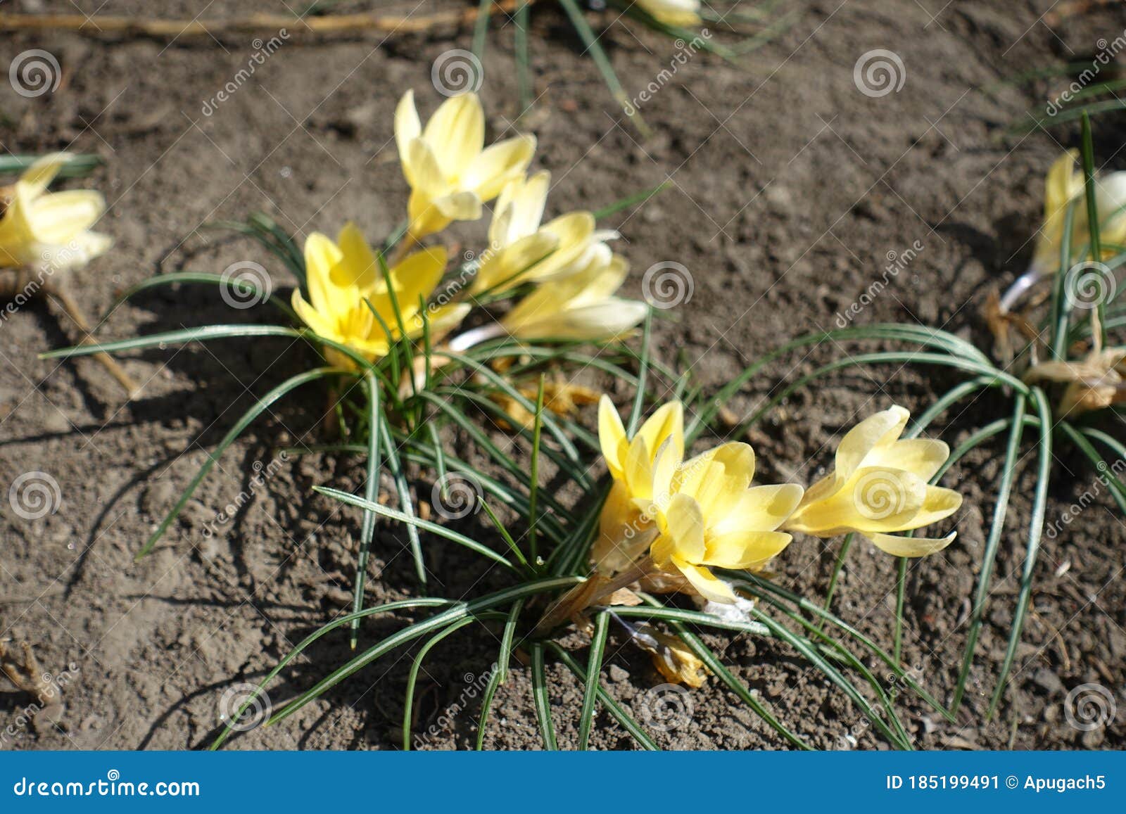 Early Spring Flowers of Yellow Crocuses Stock Image - Image of april ...