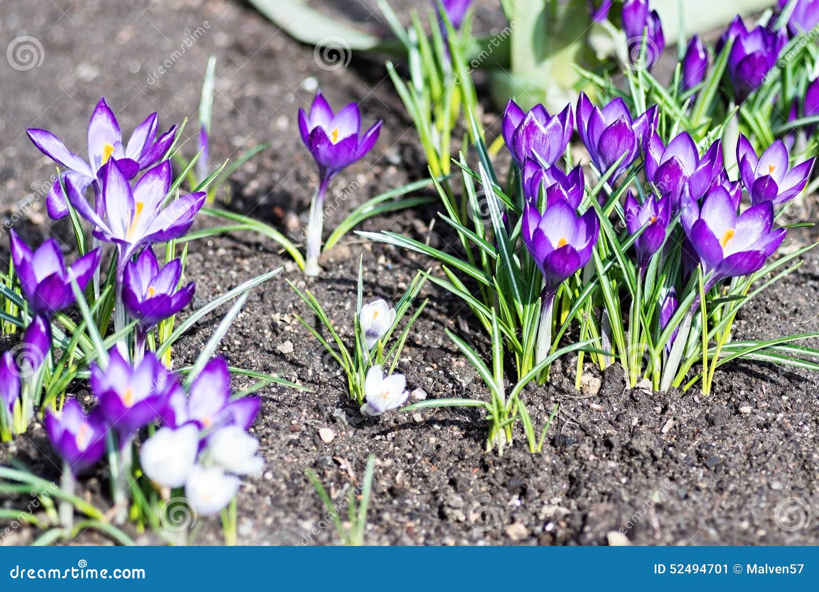 Early spring flowers stock image. Image of grew, soil - 52494701