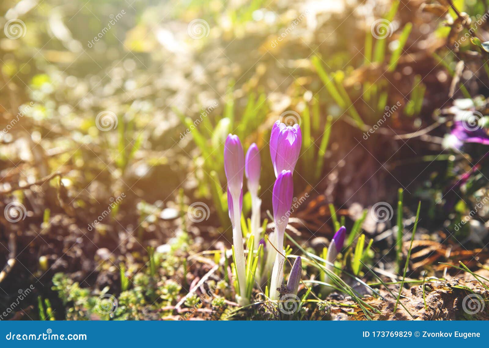 Early Spring Flowers in Sunlight. Spring Begins Concept Stock Image ...