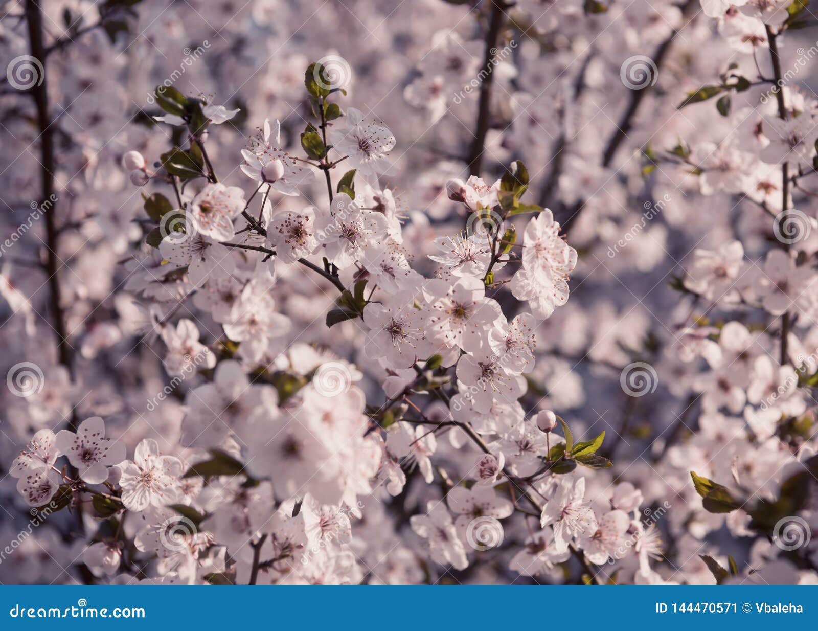 Early Spring Flowers on Tree in Spring Time Stock Image - Image of ...