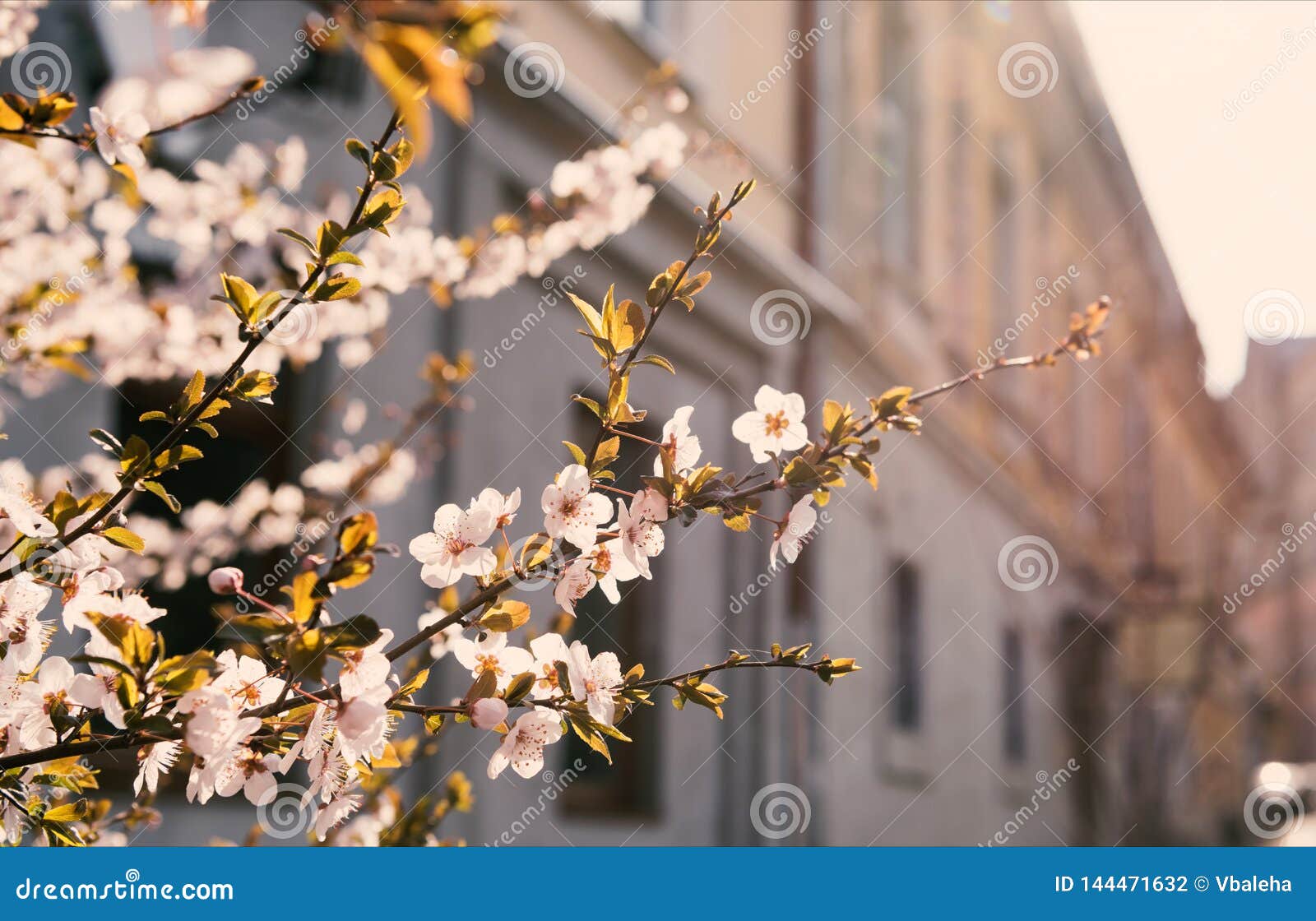 Early Spring Flowers on Tree in Spring Time Stock Photo - Image of pink ...