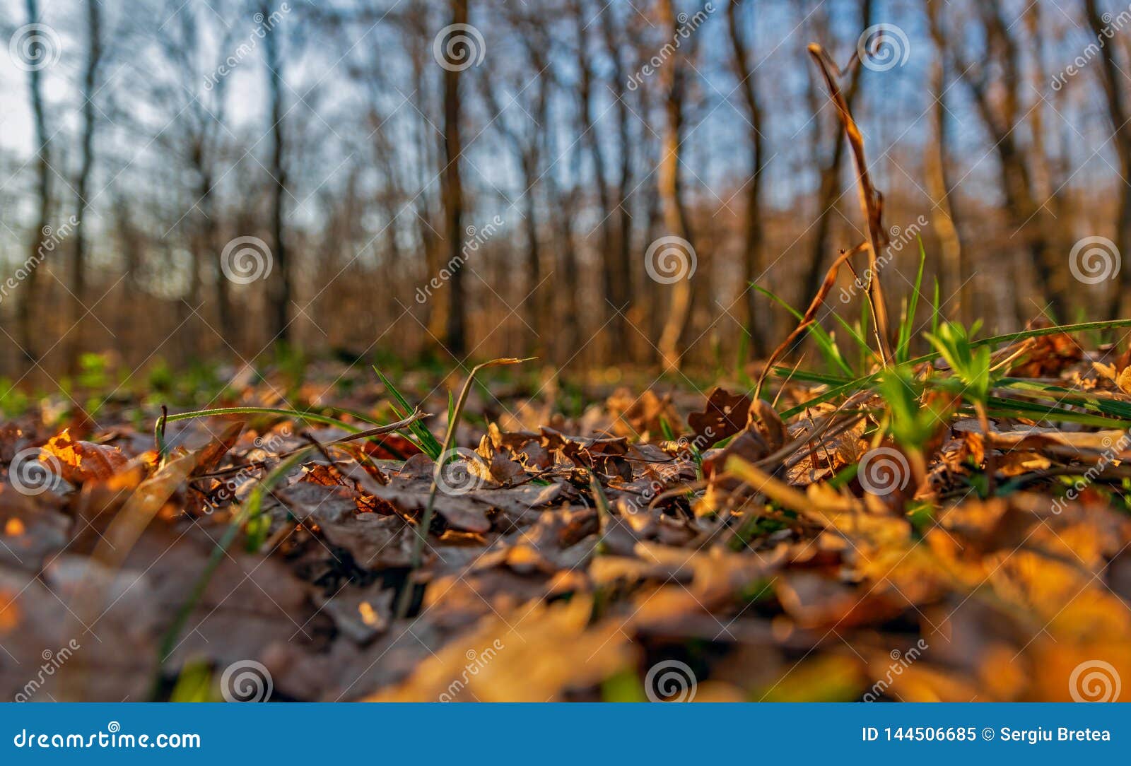 Early spring in the forest stock image. Image of deep - 144506685