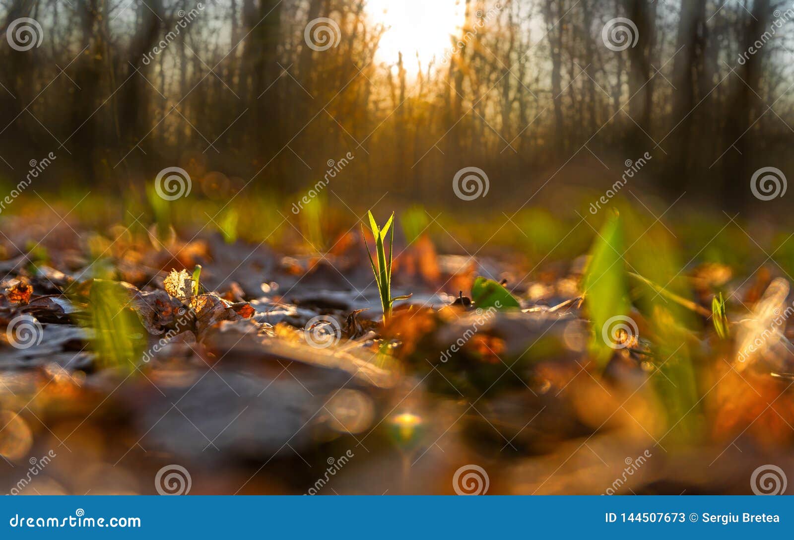 Early spring in the forest stock image. Image of landscape - 144507673