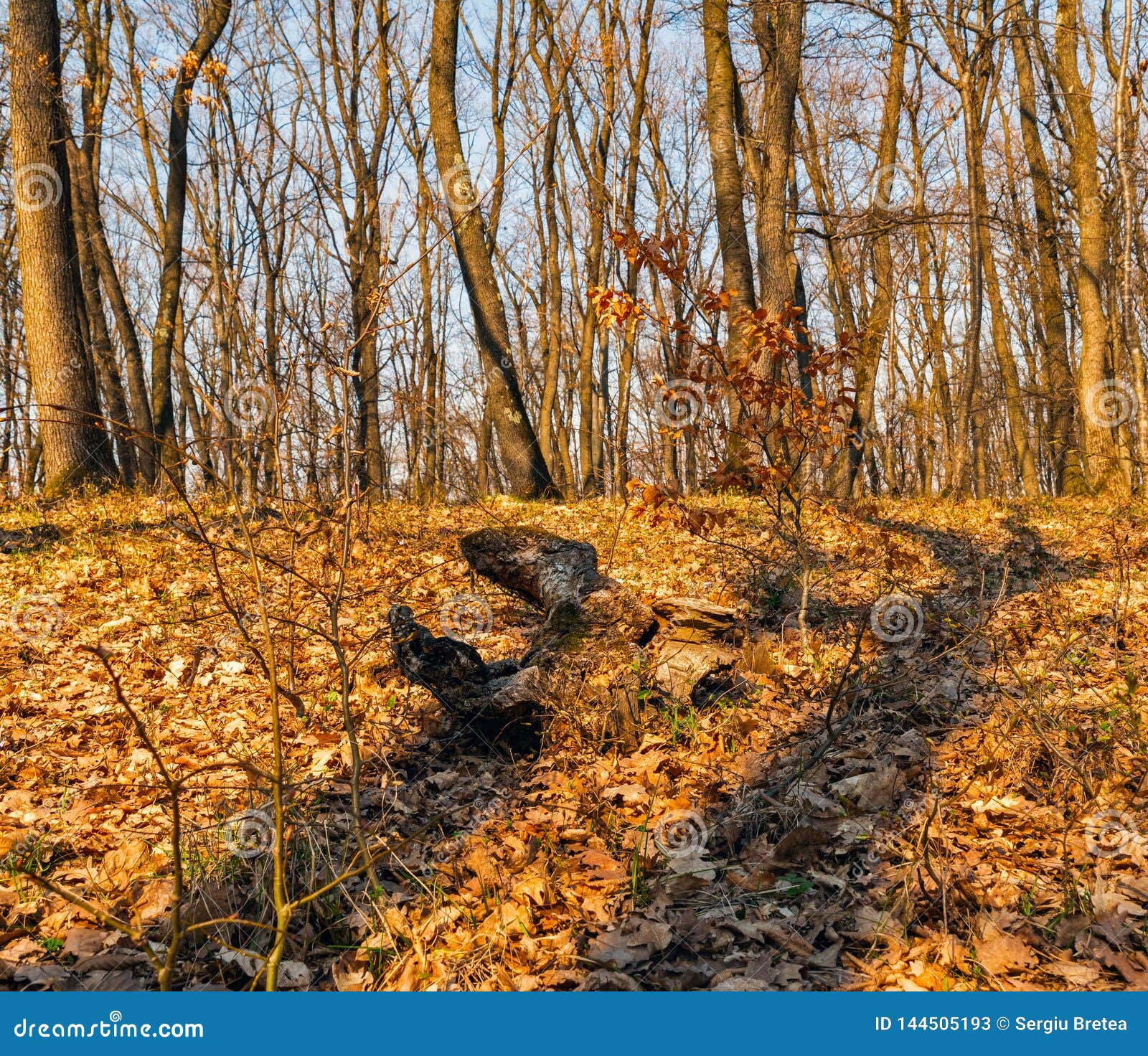 Early spring in the forest stock image. Image of mountains - 144505193