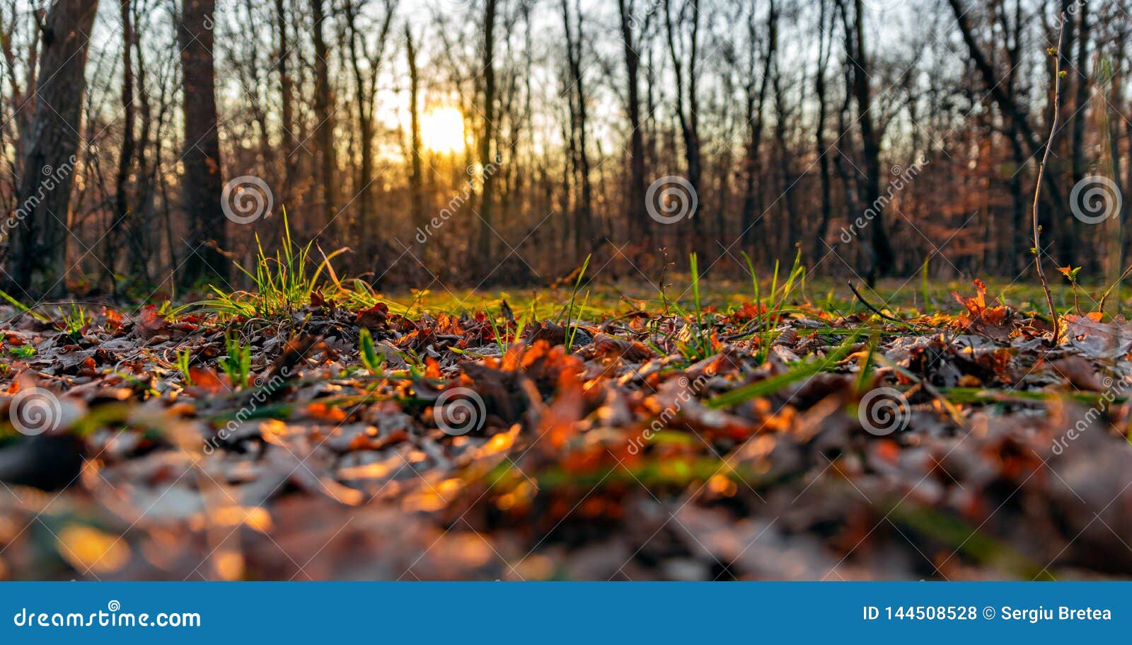 Early spring in the forest stock photo. Image of park - 144508528
