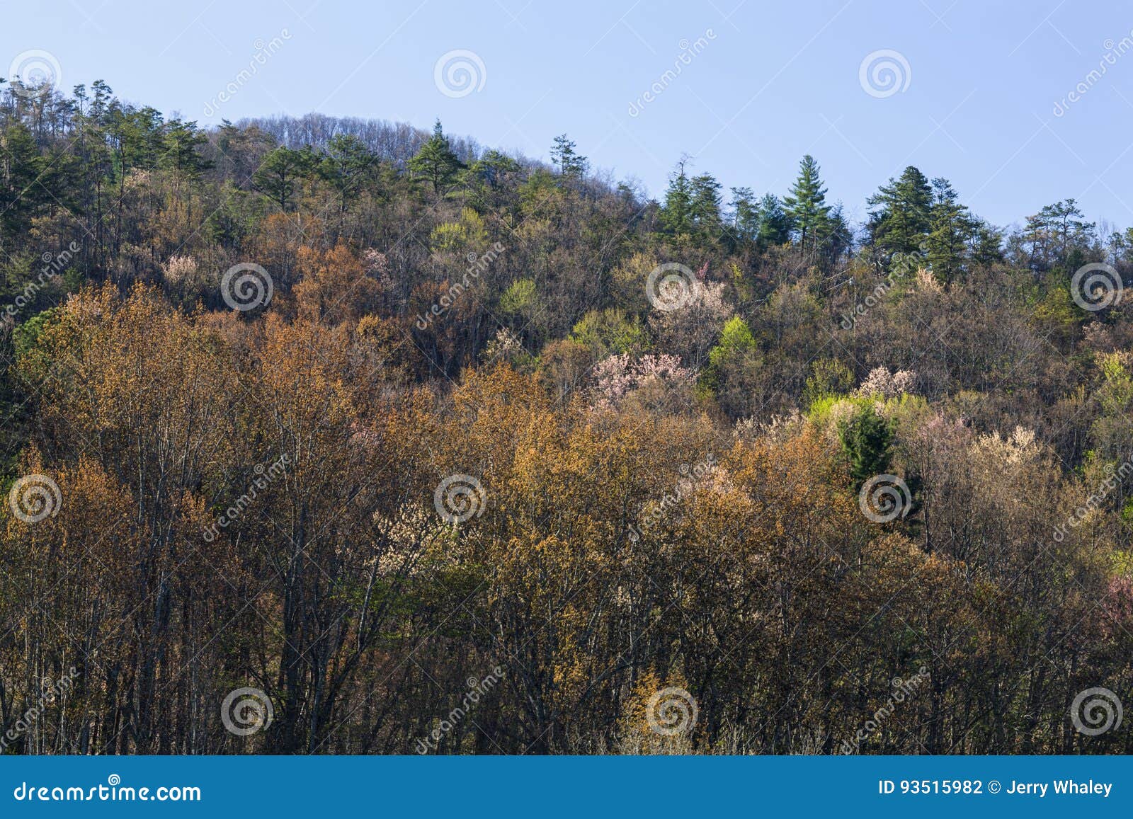 Early Spring Foliage, Wears Valley, TN Stock Photo - Image of sunshine ...
