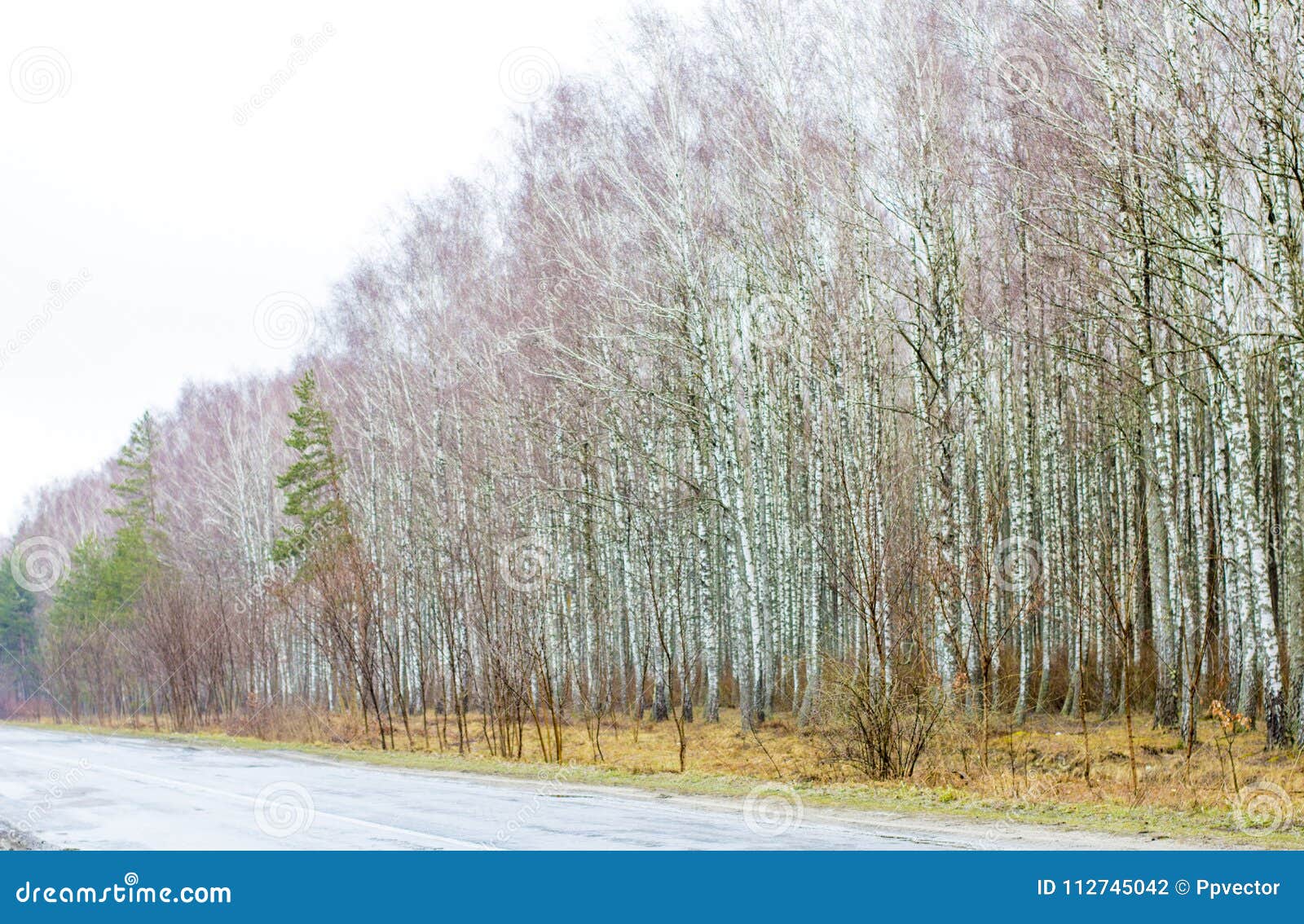 Early Spring in the Forest. Spring Stock Photo - Image of snow ...