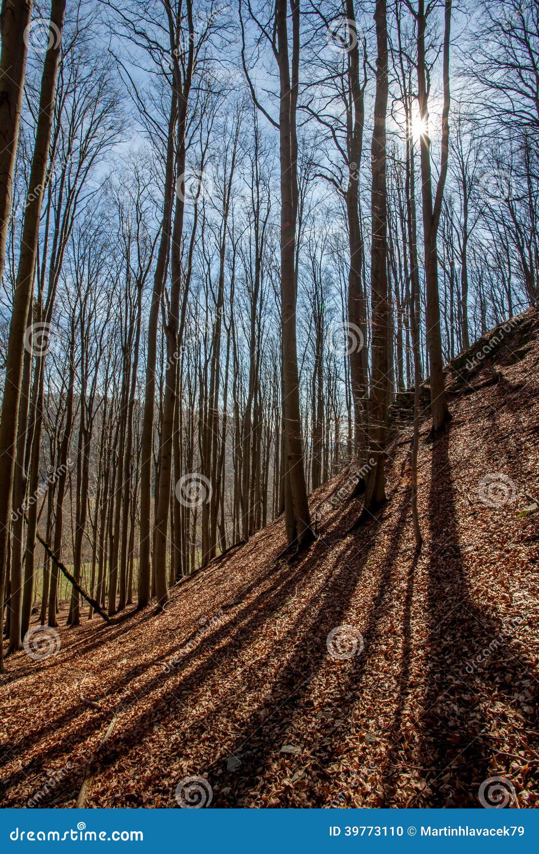 Early spring forest stock photo. Image of born, enviroment - 39773110