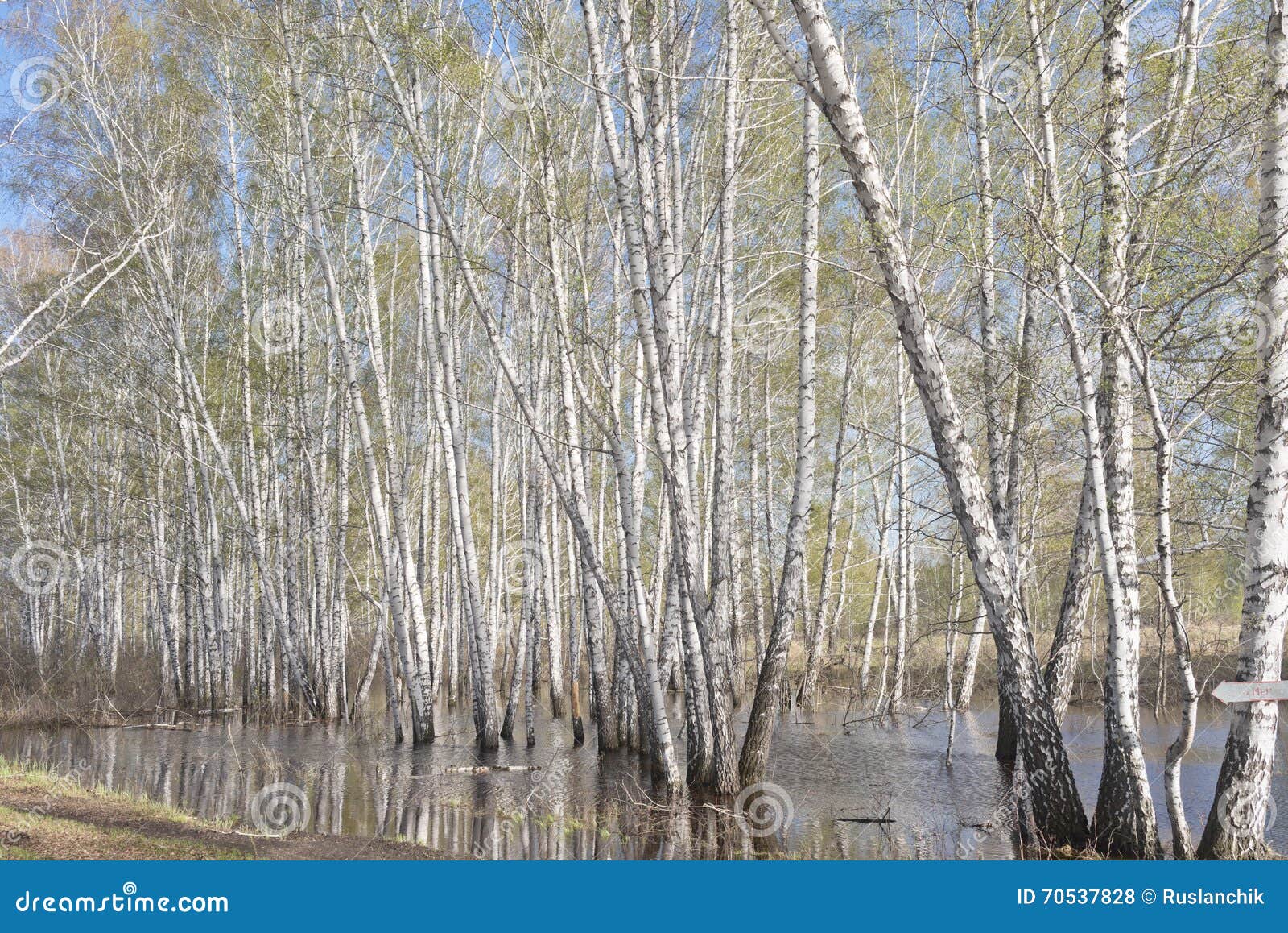 Early spring forest stock photo. Image of nature, freshness - 70537828