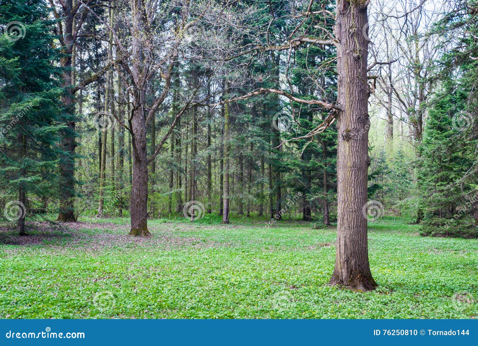 Early spring in the forest stock photo. Image of tree - 76250810