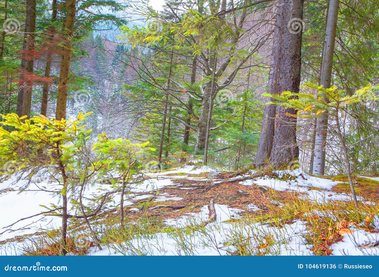 Early spring in forest stock photo. Image of trunks - 104619136
