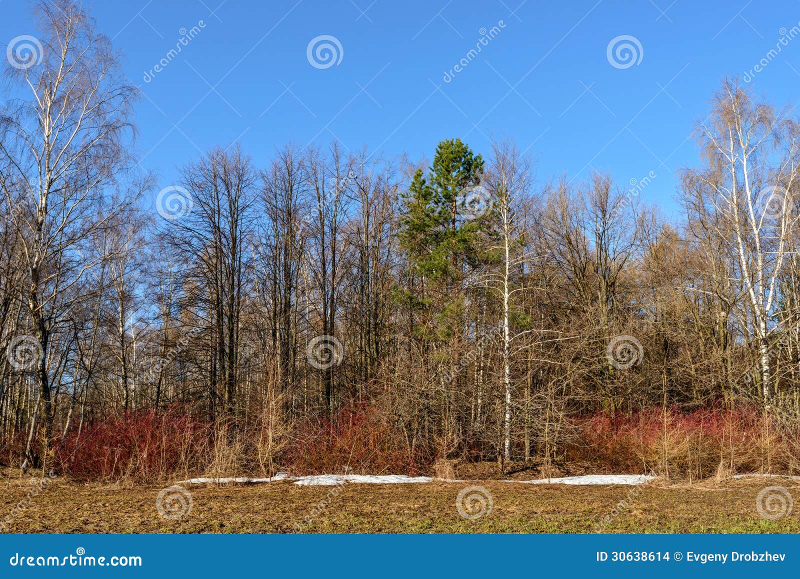 Early spring in the forest stock photo. Image of nature - 30638614