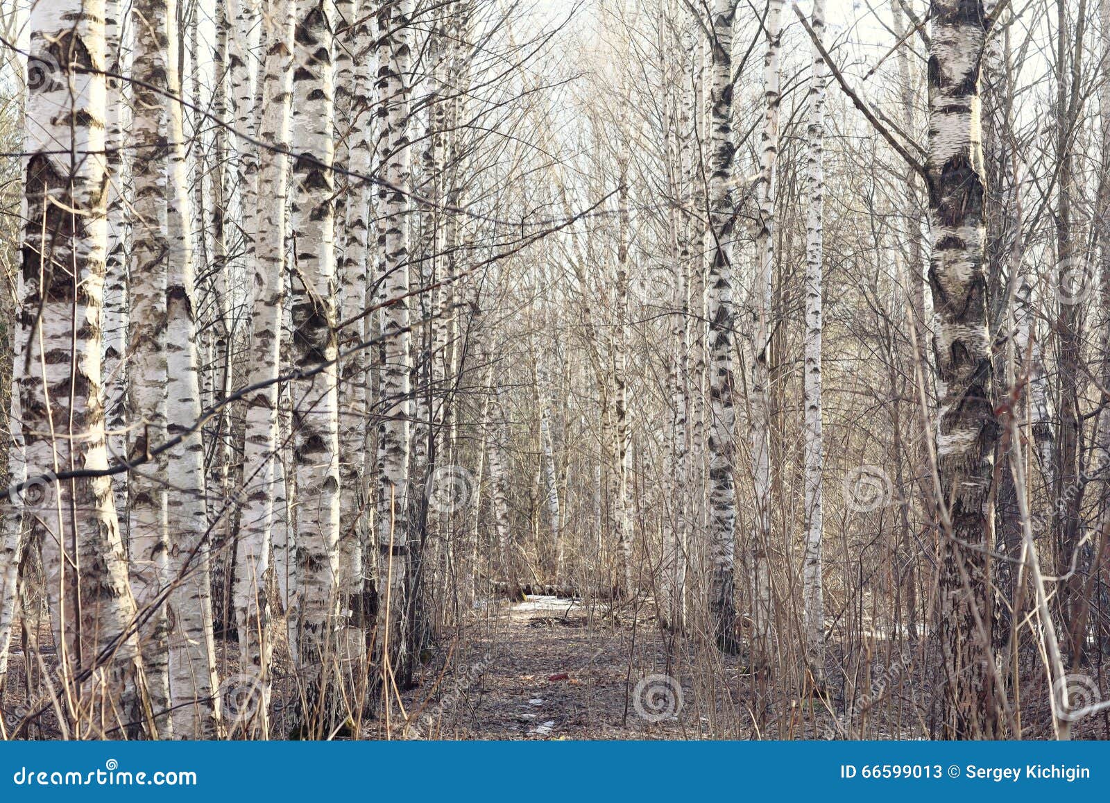 Early spring in forest stock image. Image of landscape - 66599013