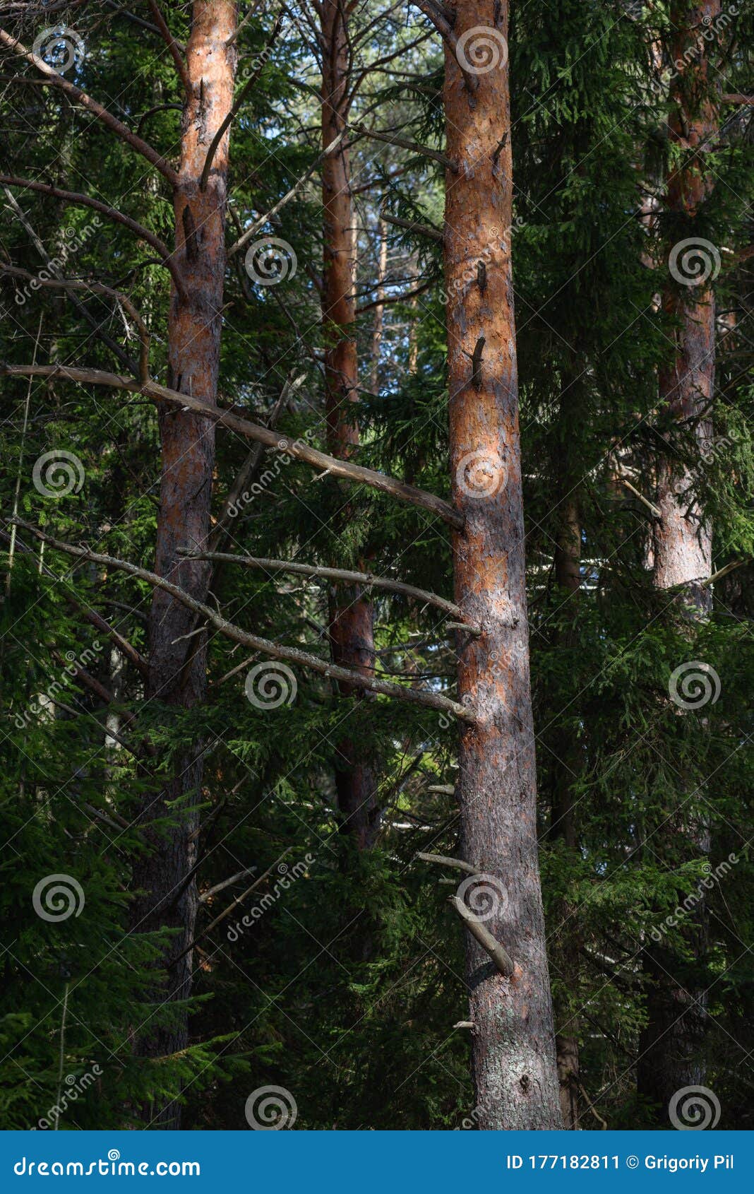 Early spring in forest stock image. Image of density - 177182811