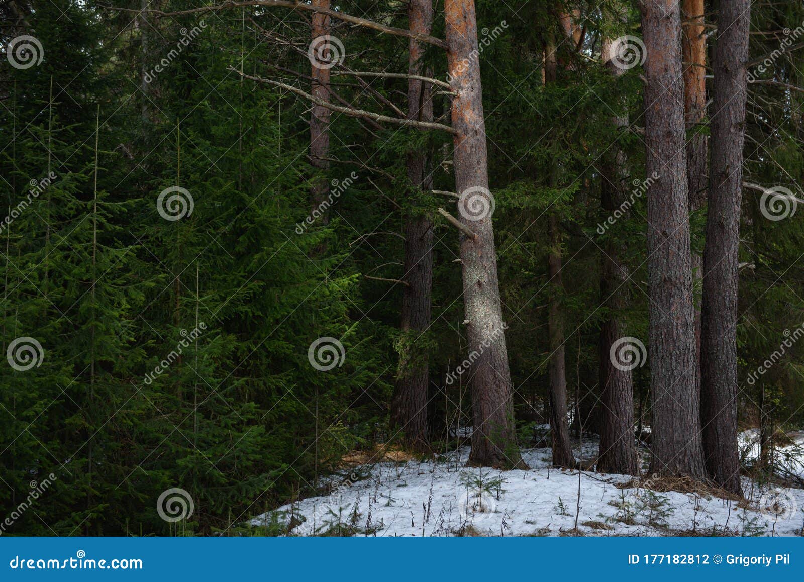 Early spring in forest stock photo. Image of beginning - 177182812