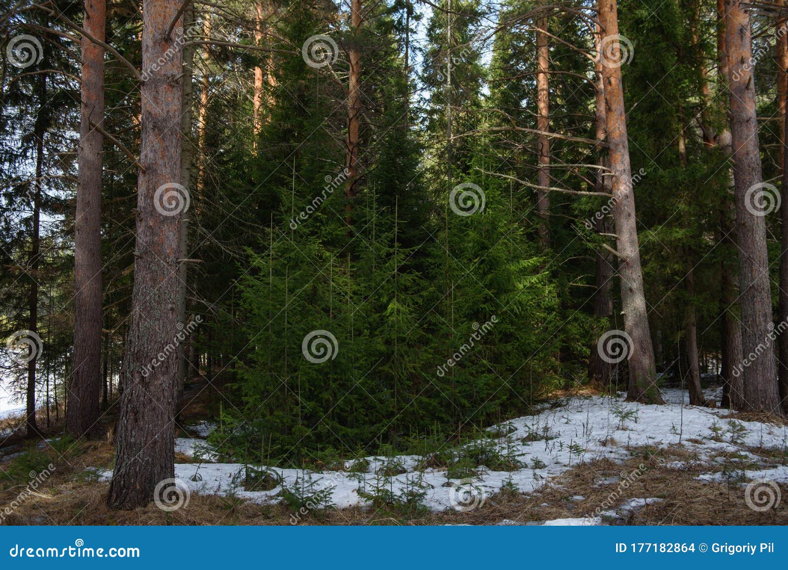 Early spring in forest stock photo. Image of grass, march - 177182864