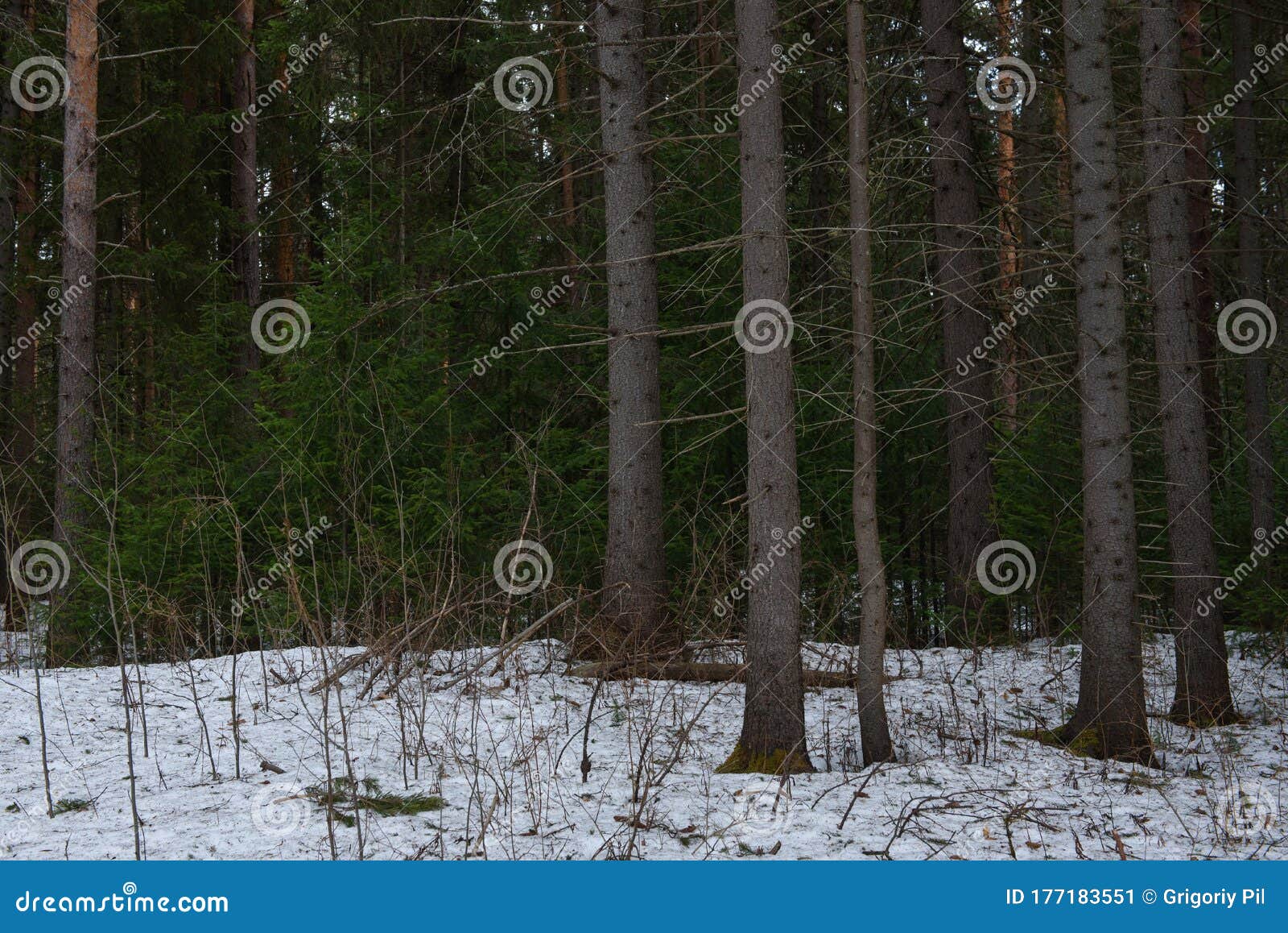Early spring in forest stock image. Image of environment - 177183551