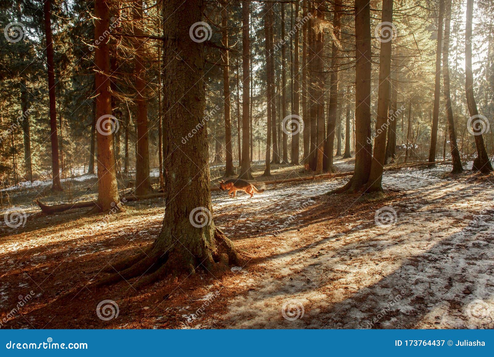 Early Spring Forest Landscape in a March Day Stock Image - Image of ...