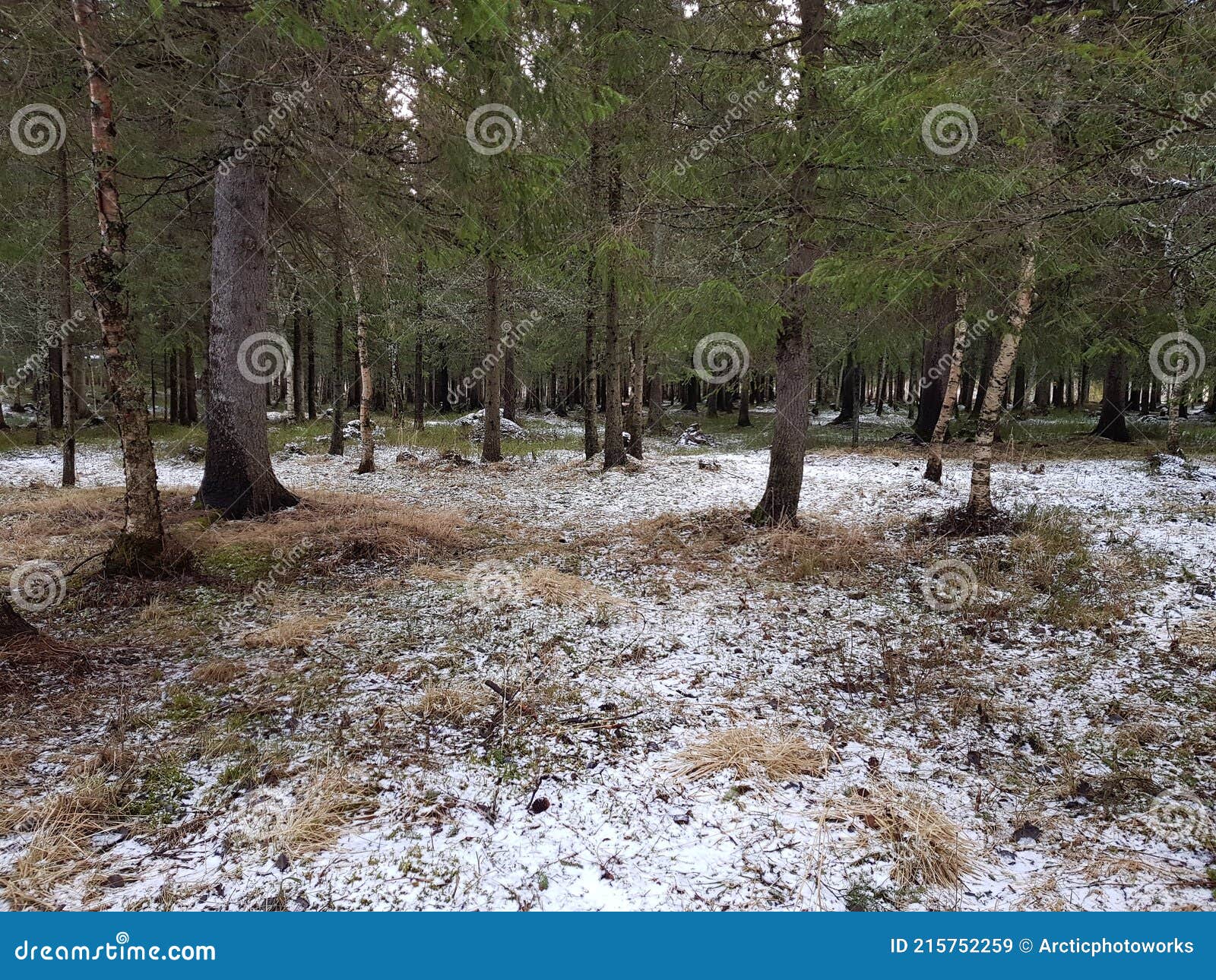 Early Spring Forest with Light Snowfall, Northern Norway Stock Image ...