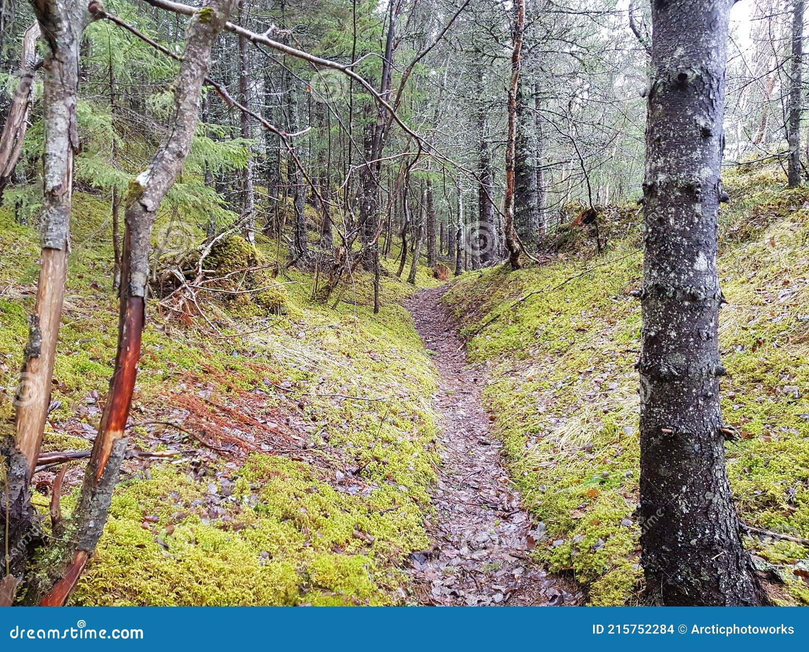 Early Spring Forest with Light Snowfall, Northern Norway Stock Photo ...